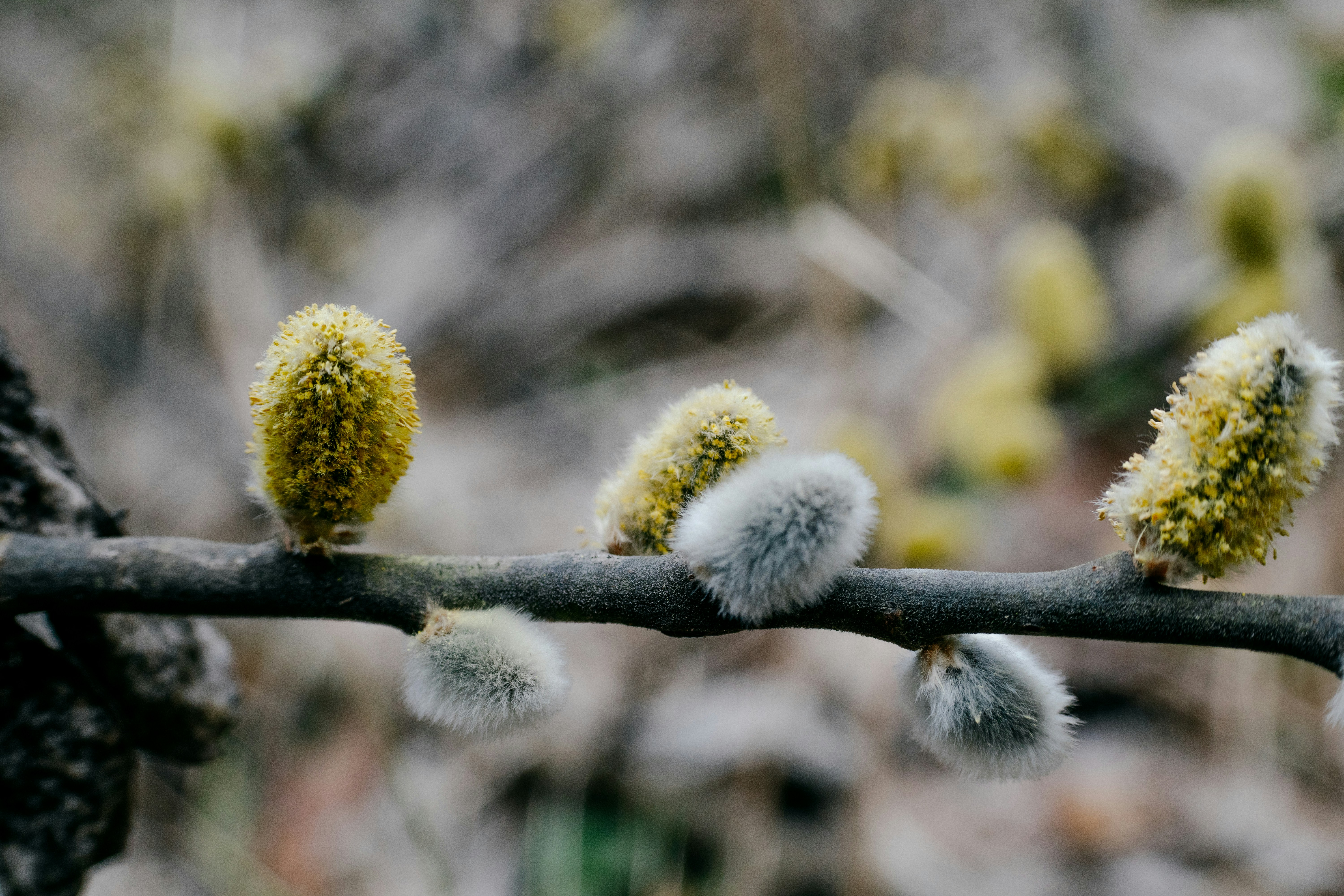 Velvet Catkins on a Frosted Twig: A Quiet Spring Close-Up