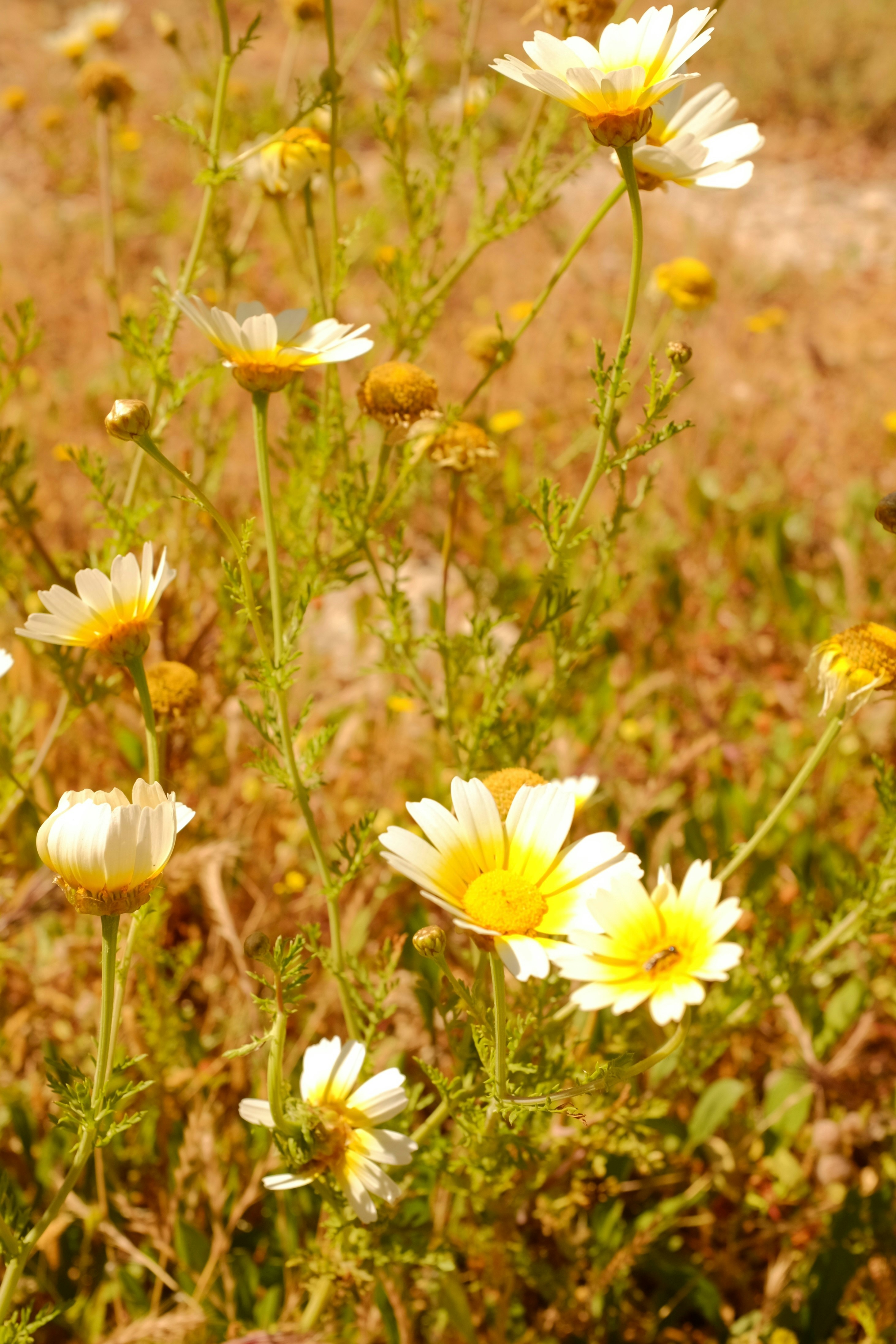 Sunlit Daisies in a Golden Meadow: A Close Field of White-Yellow Blooms