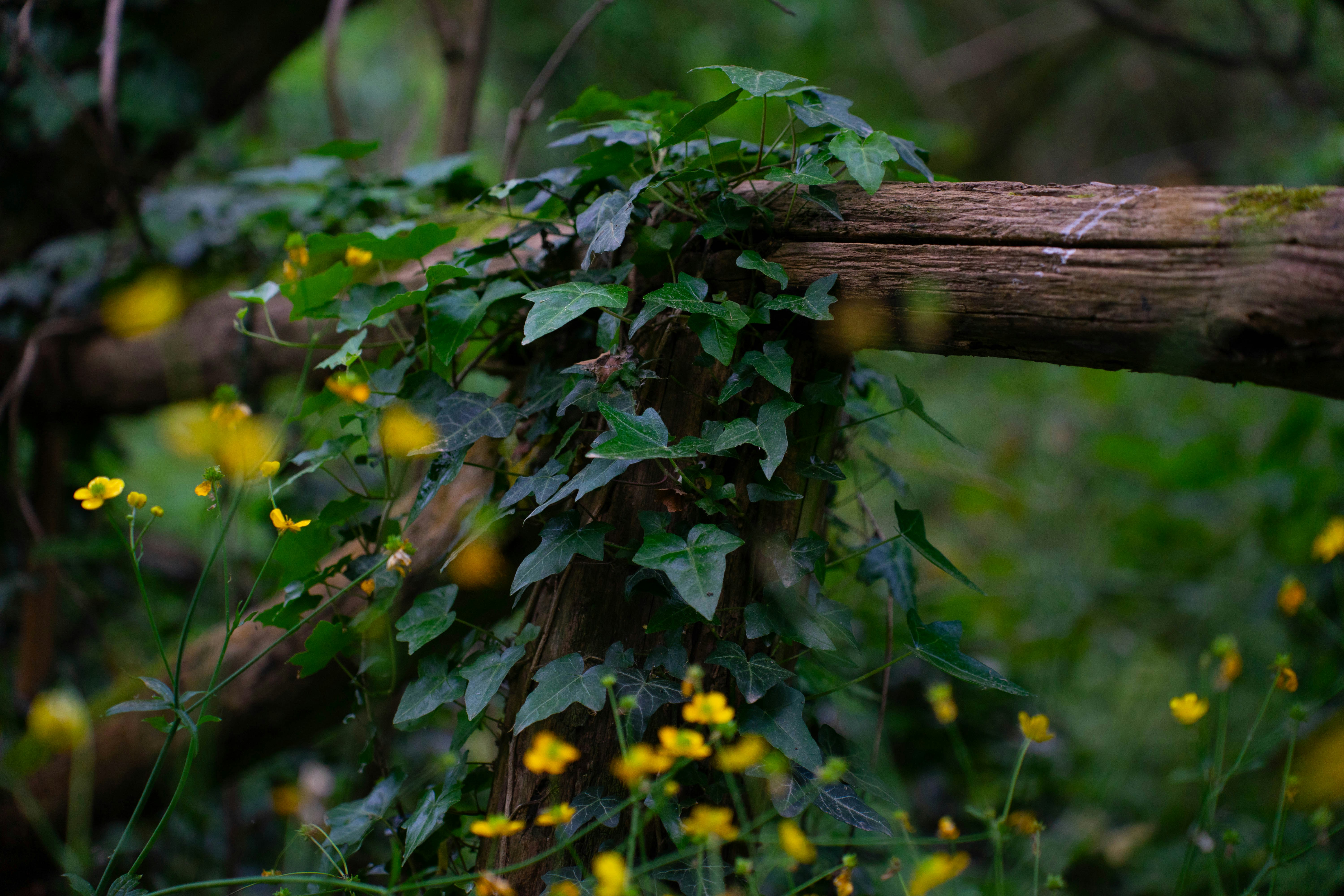 Ivy vines entwined around a fallen log with yellow wildflowers in a lush forest setting.