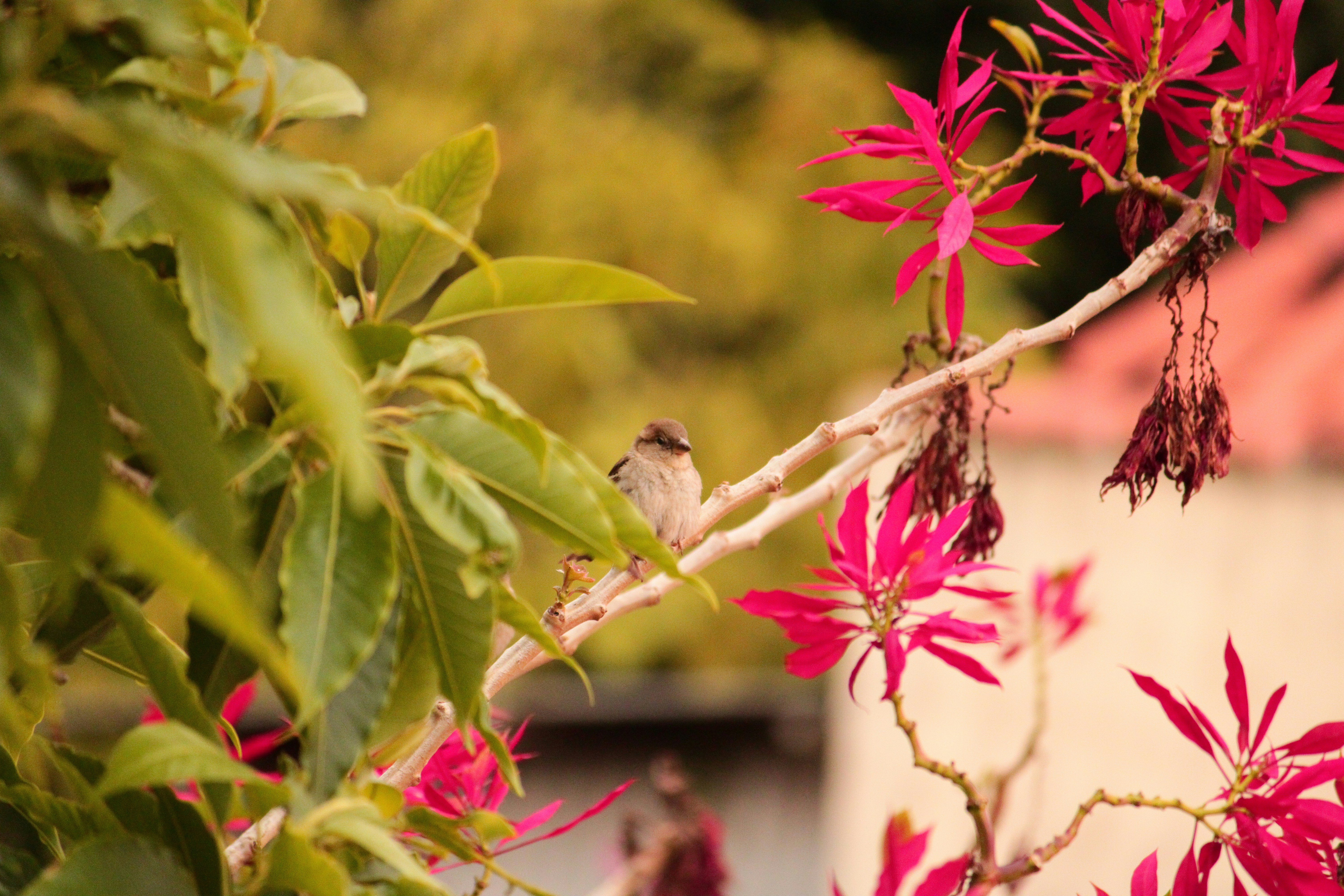 Tiny Songbird on a Blossom-Touched Branch in Soft Light
