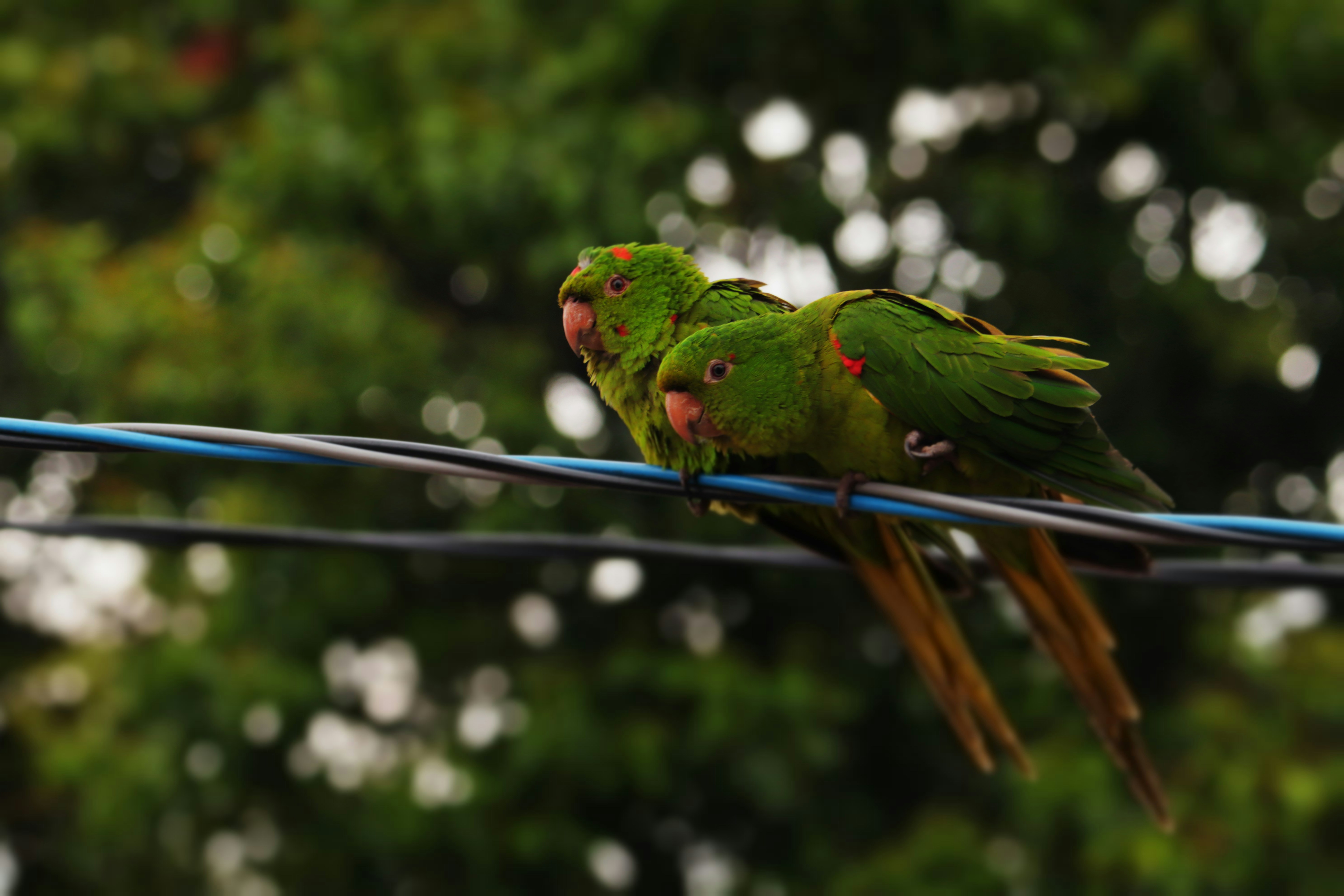 Emerald Parrots on a Narrow Wire: Quiet Perch in Green Blur