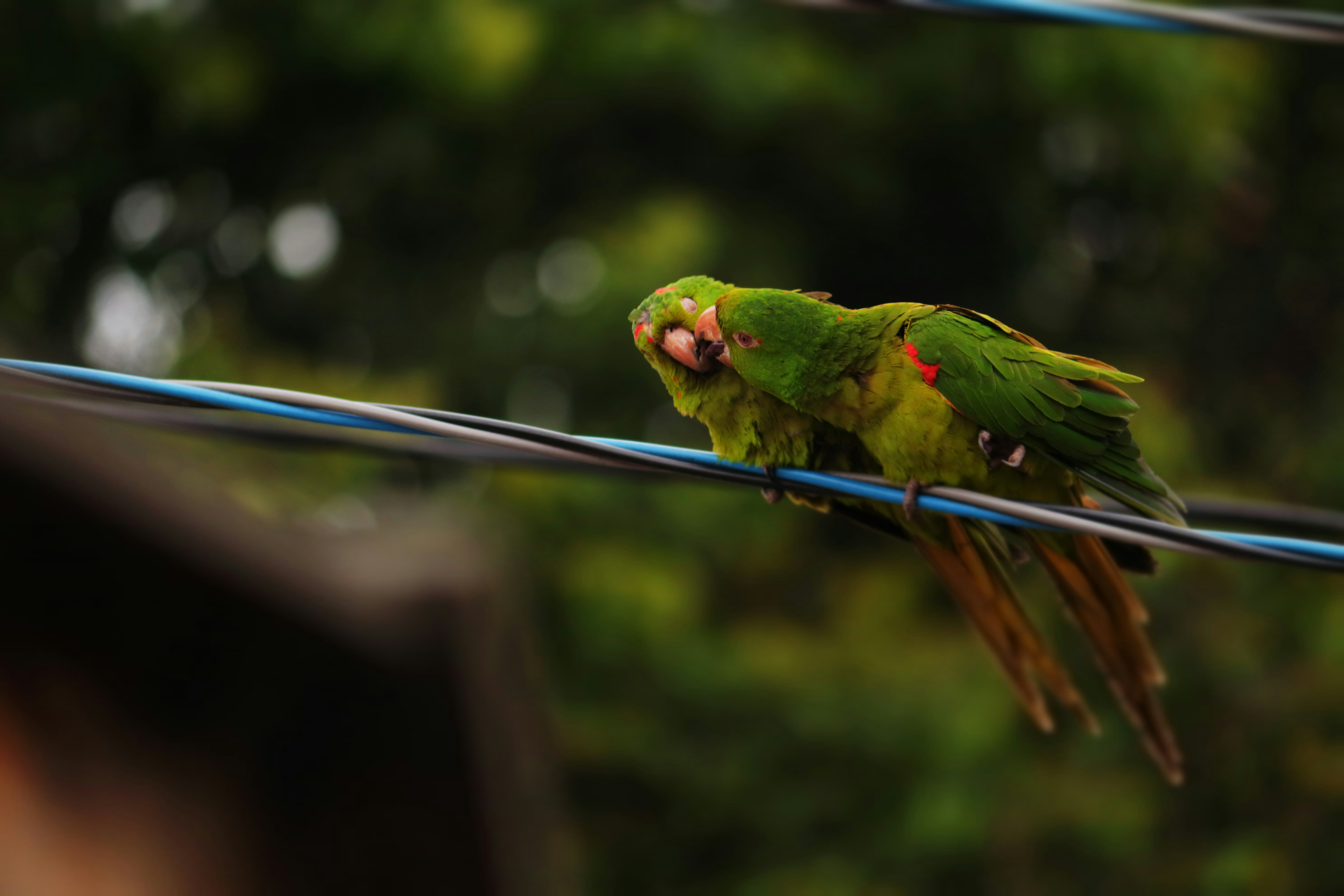 Emerald Parrot on a Wire: Quiet Balance Amid a Verdant Blur