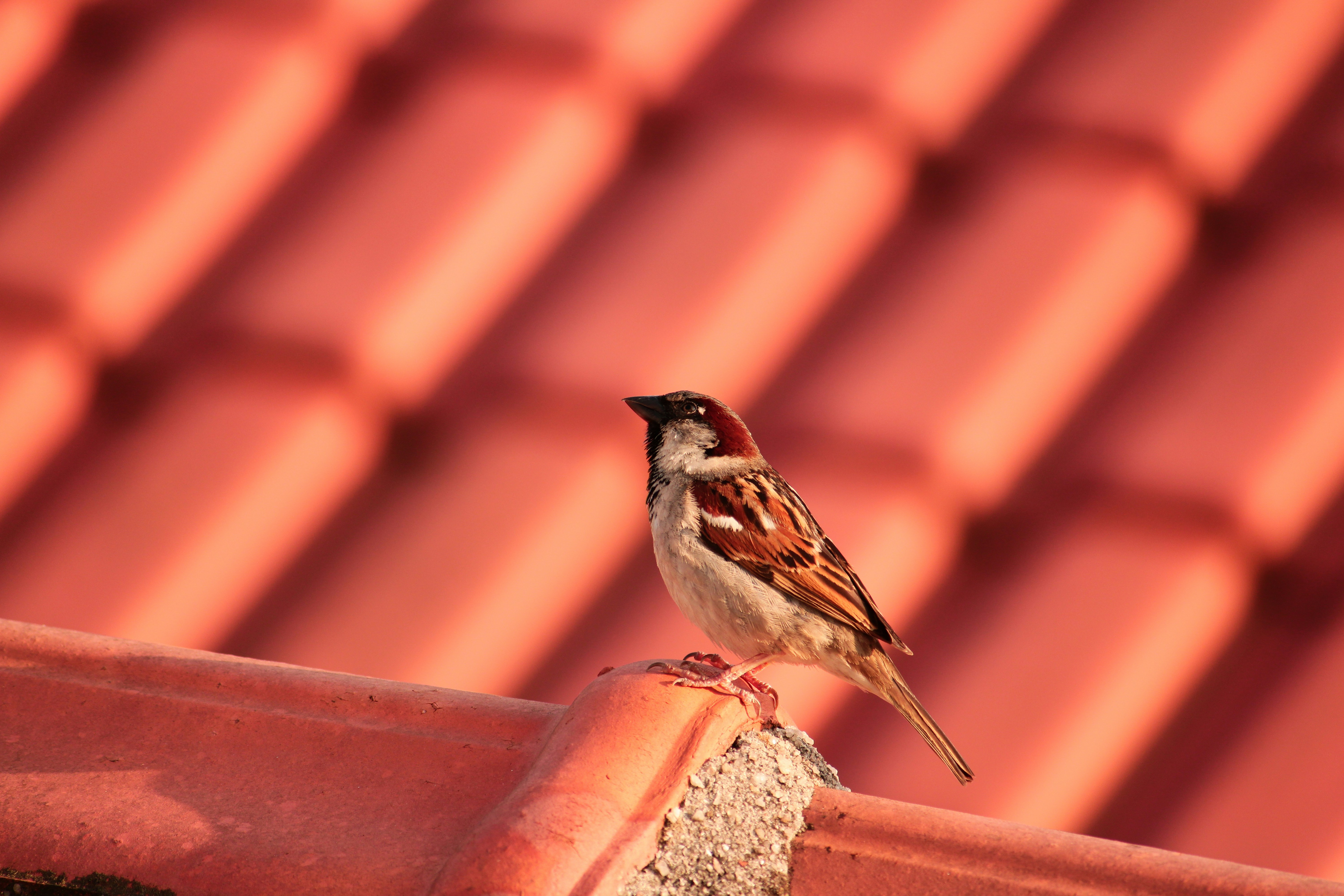 Terracotta Ridge: A House Sparrow on a Sun-Warmed Tile