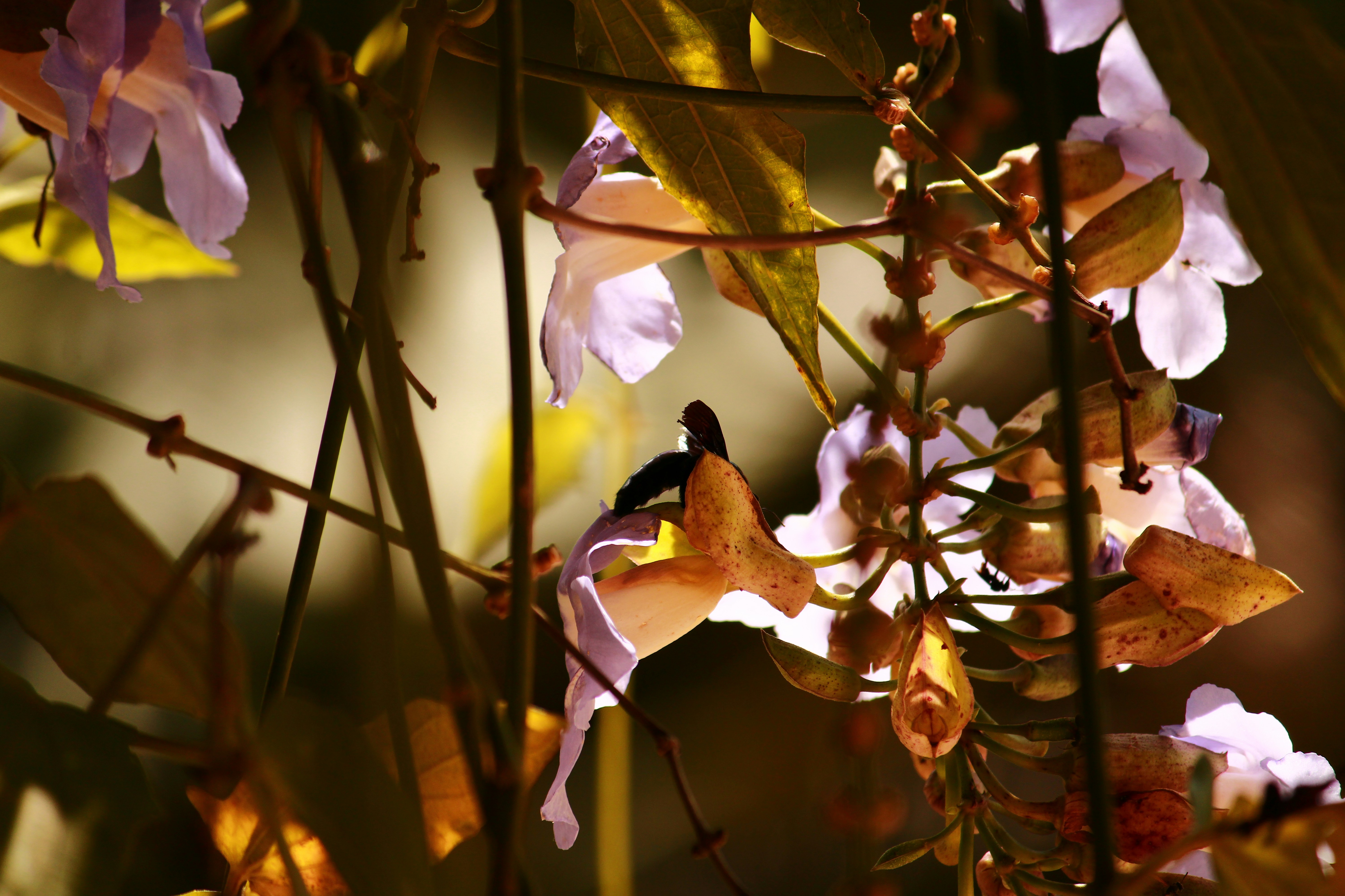 Violet Wisteria in Dappled Light Between Twigs