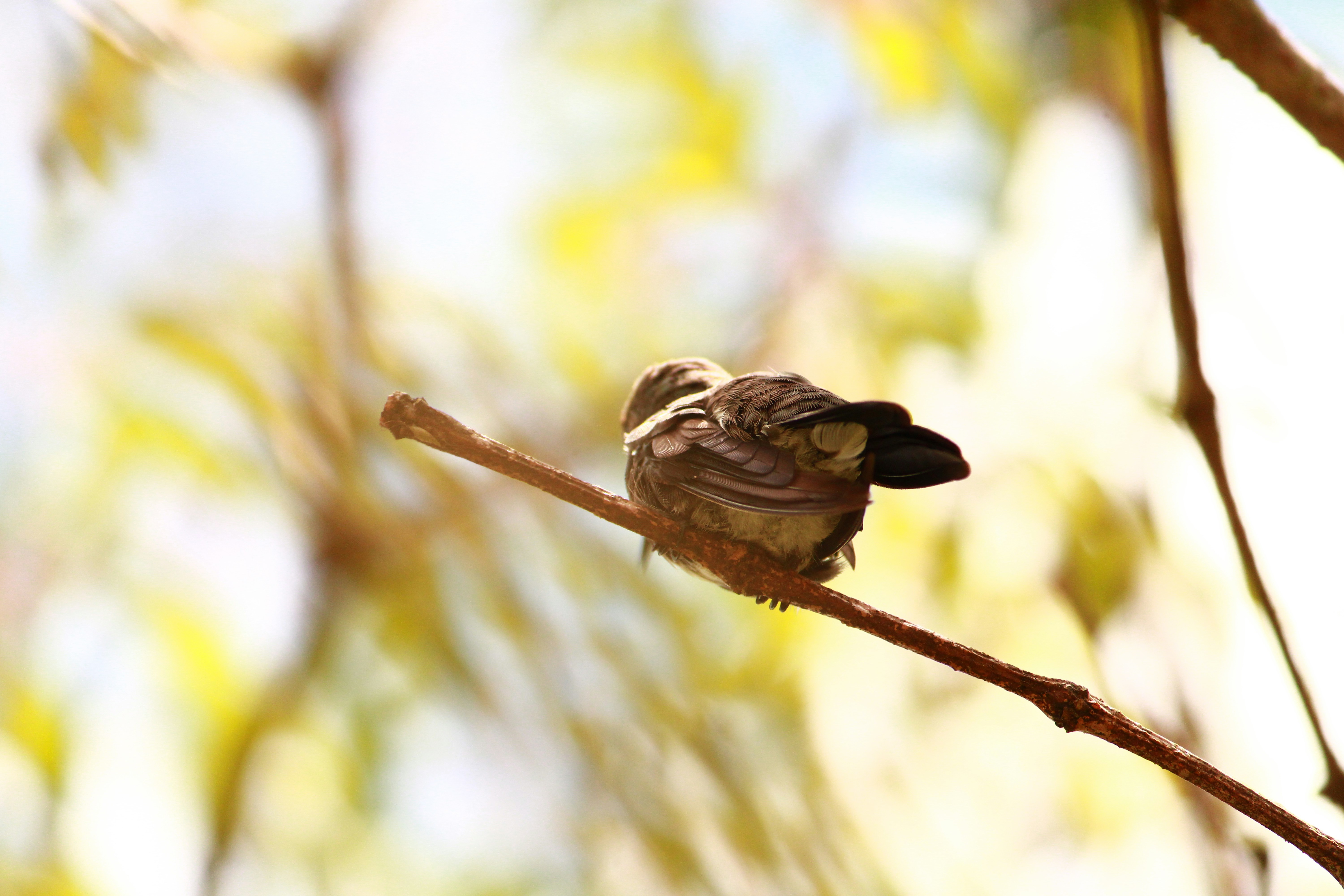 A small bird sitting on a branch of a tree photo – Free Brasil Image on ...