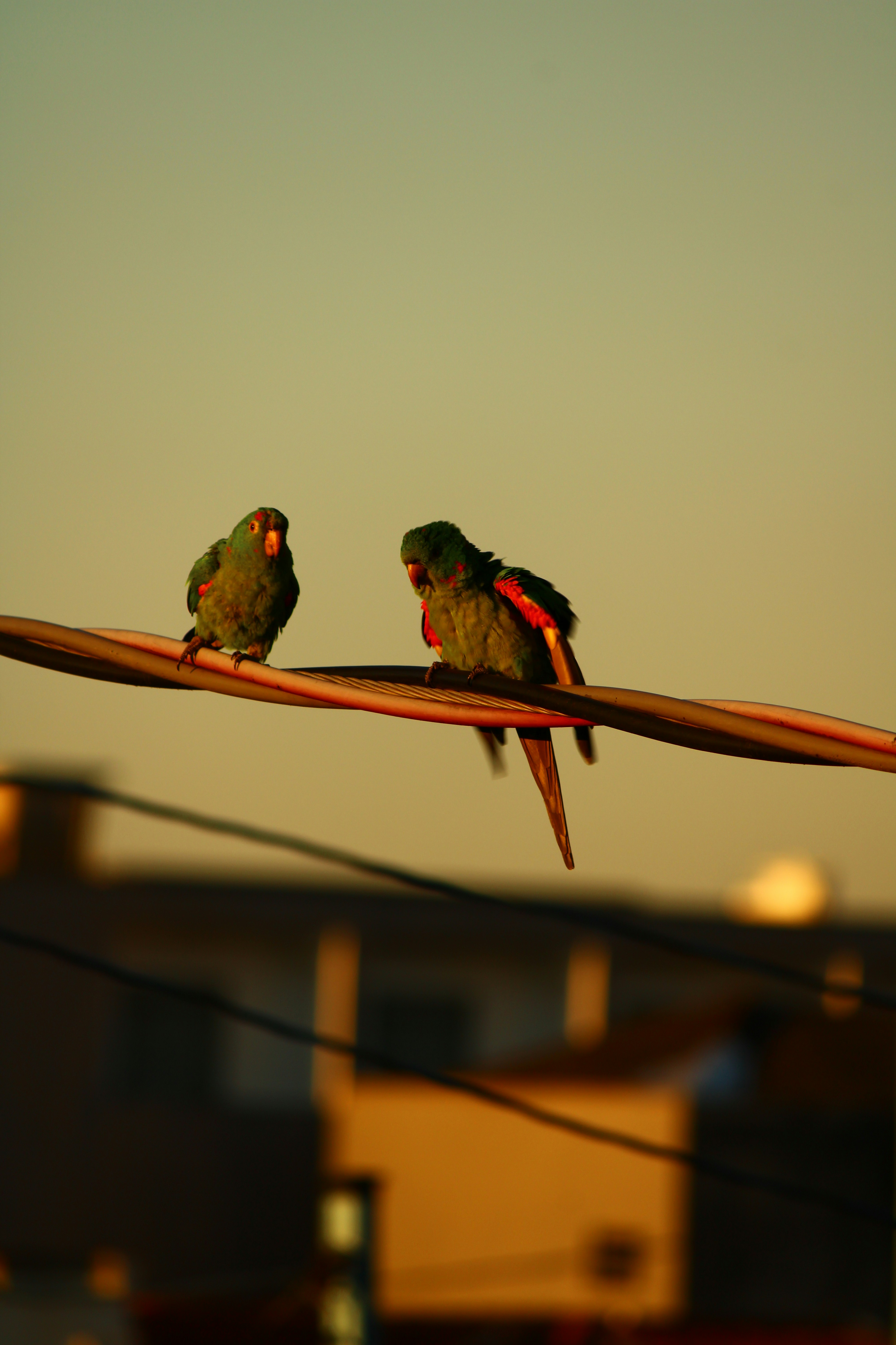 Golden-hour duet on a wire: two emerald parrots in warm dusk light