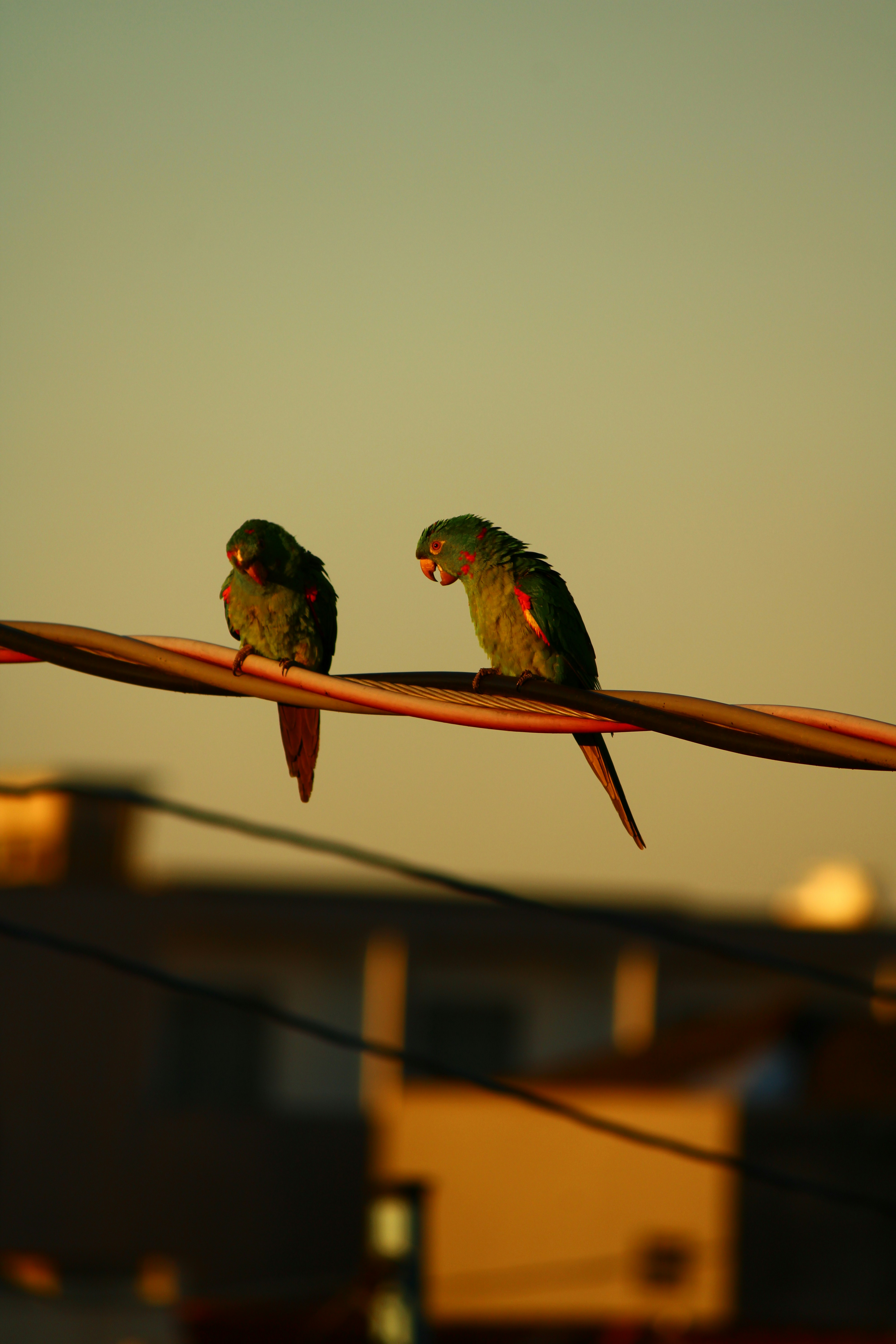 Sunset Perched Parrots on a Cable Over the Quiet Cityscape
