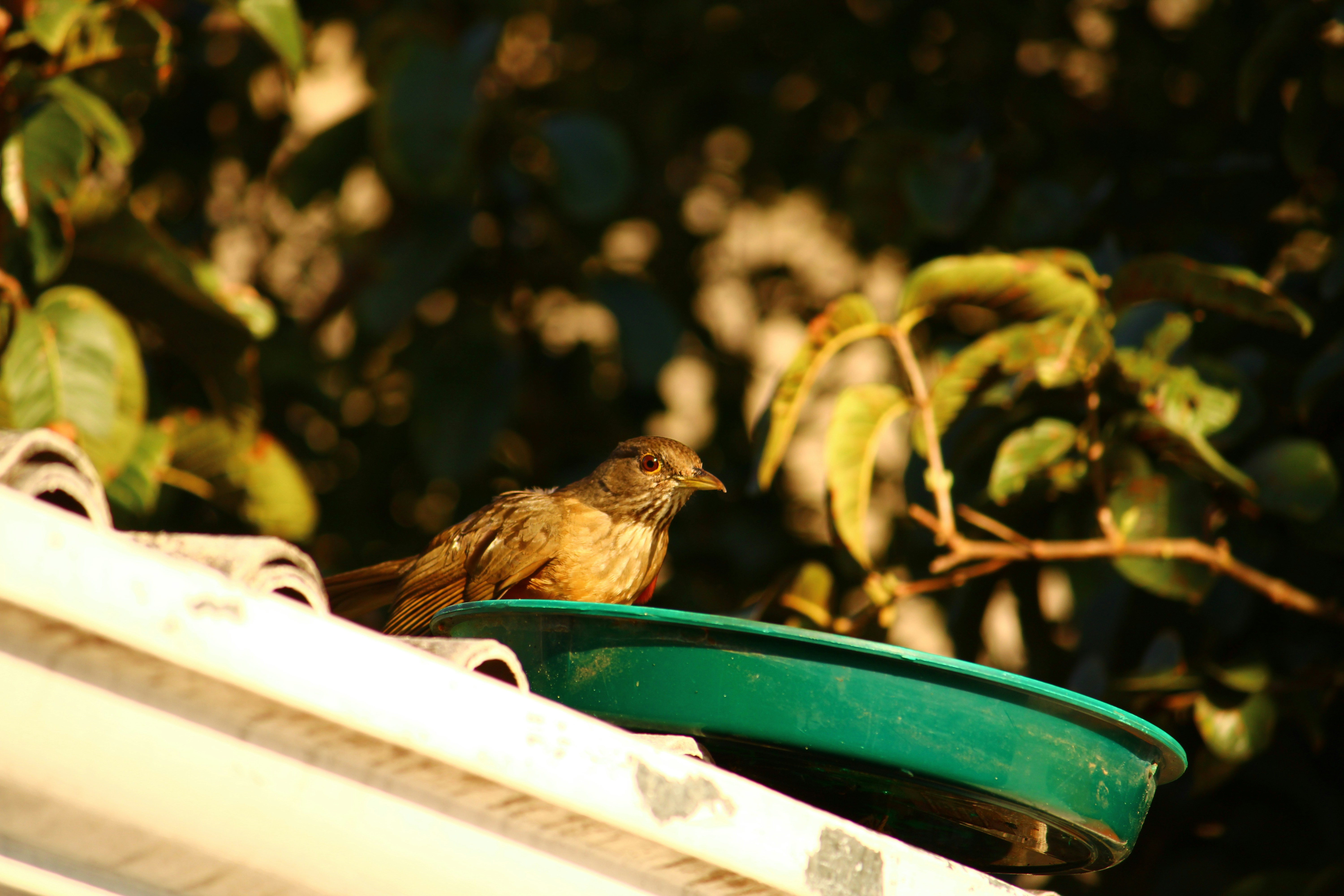 Rooftop Interlude: Brown Warbler on a Green Basin in Dappled Sun