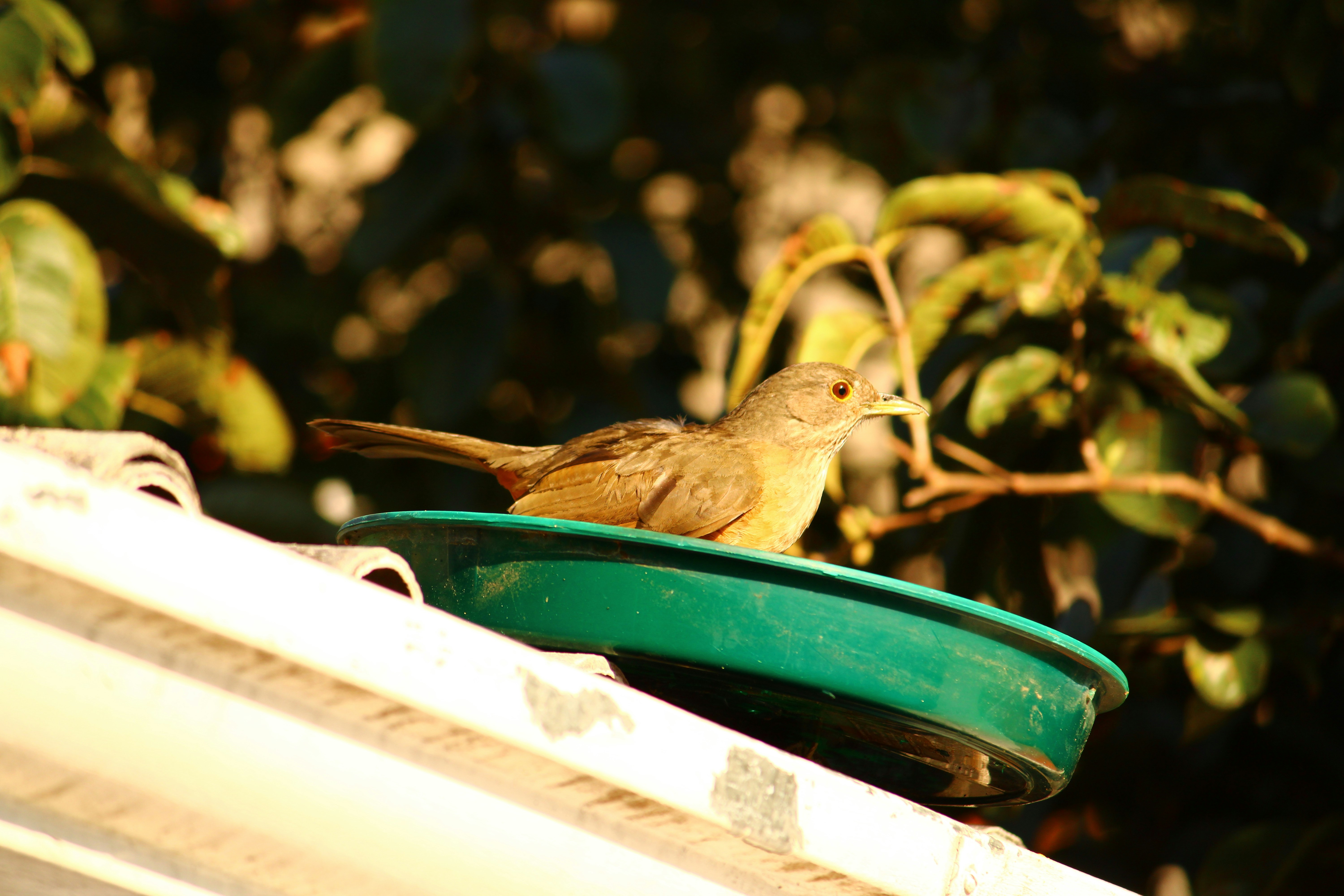 Sunlit Rooftop Perch: A Tiny Brown Bird on a Green Dish