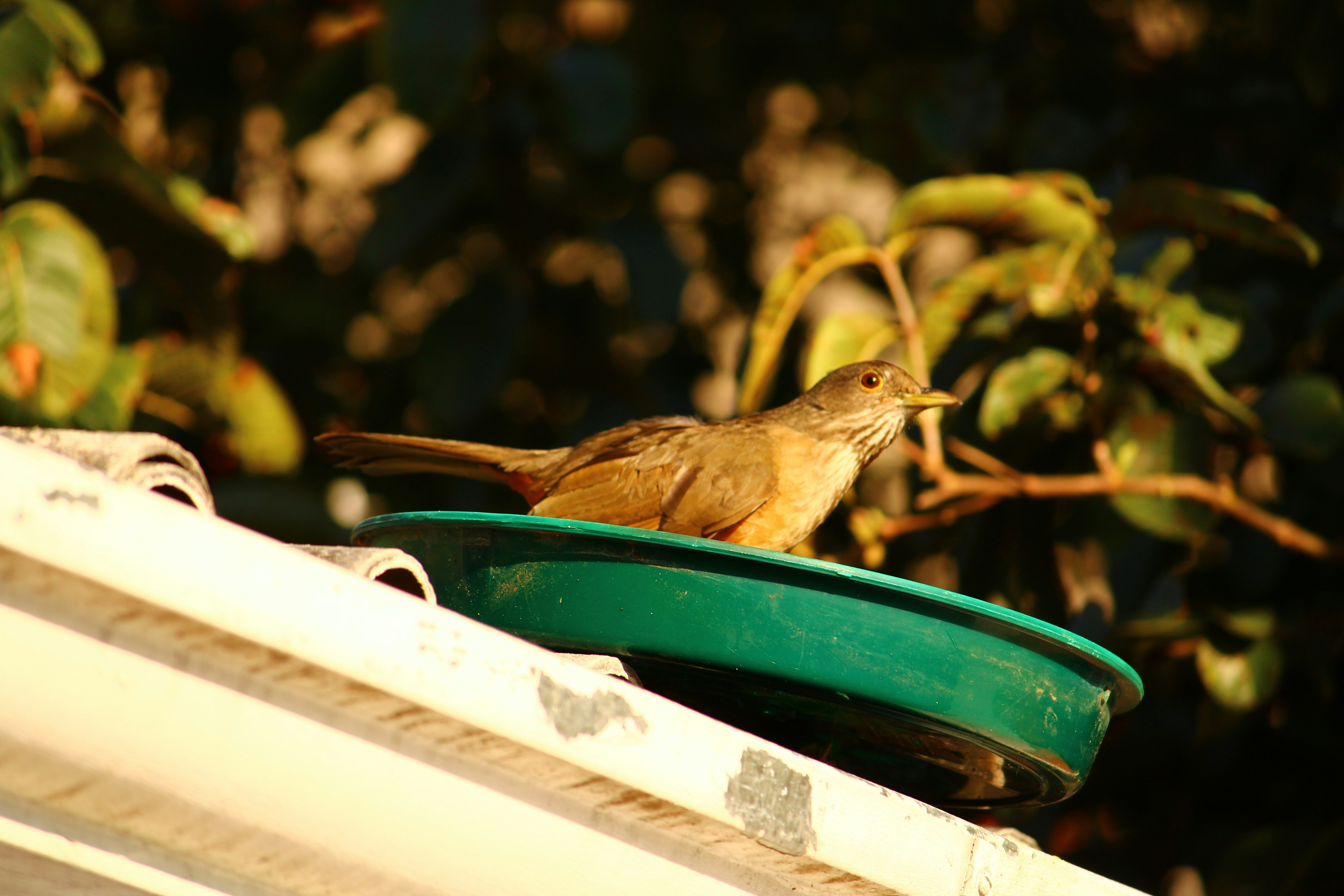 Sunlit Warbler Perches on a Green Rooftop Dish