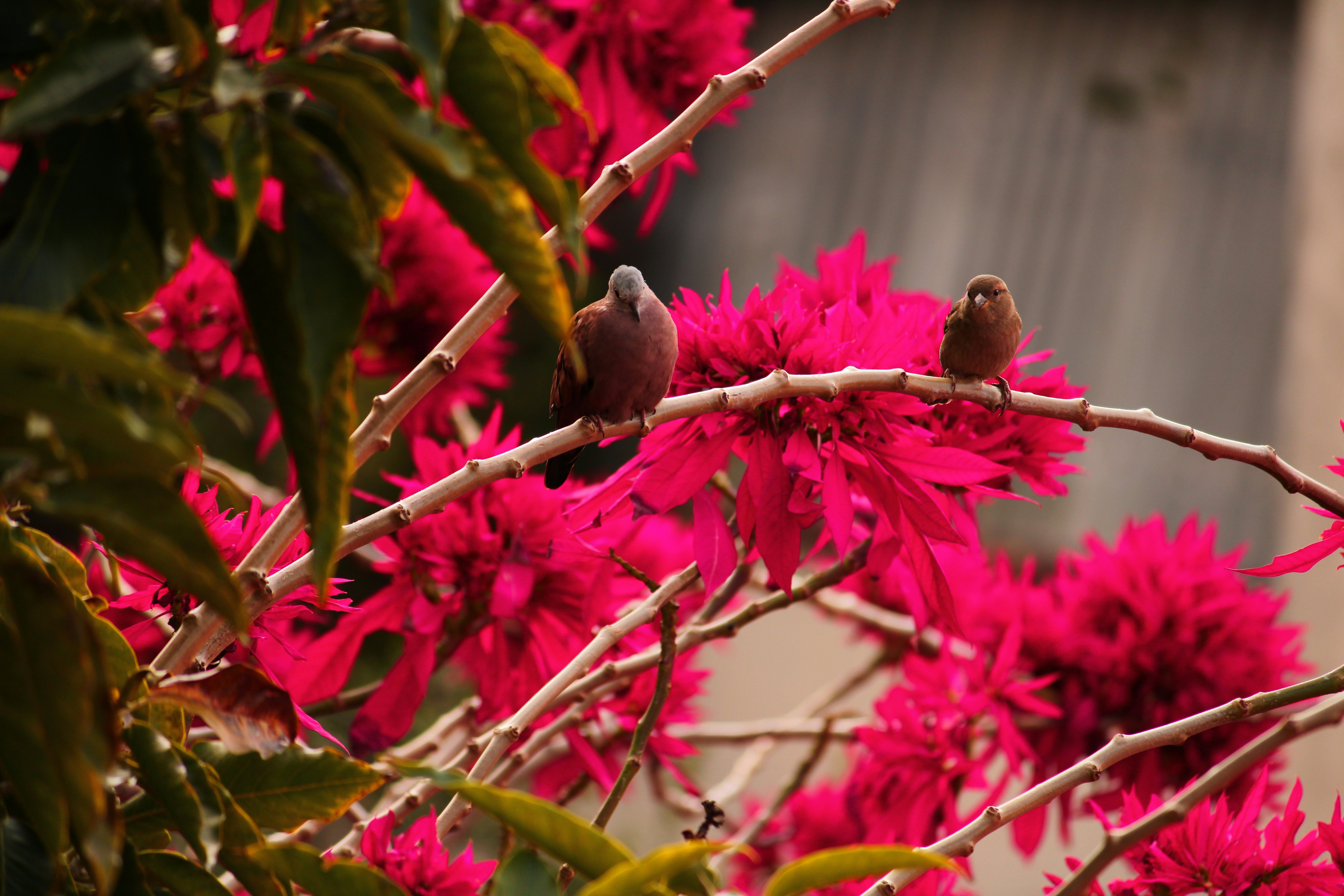 Two Sparrows on a Magenta Azalea Tangle