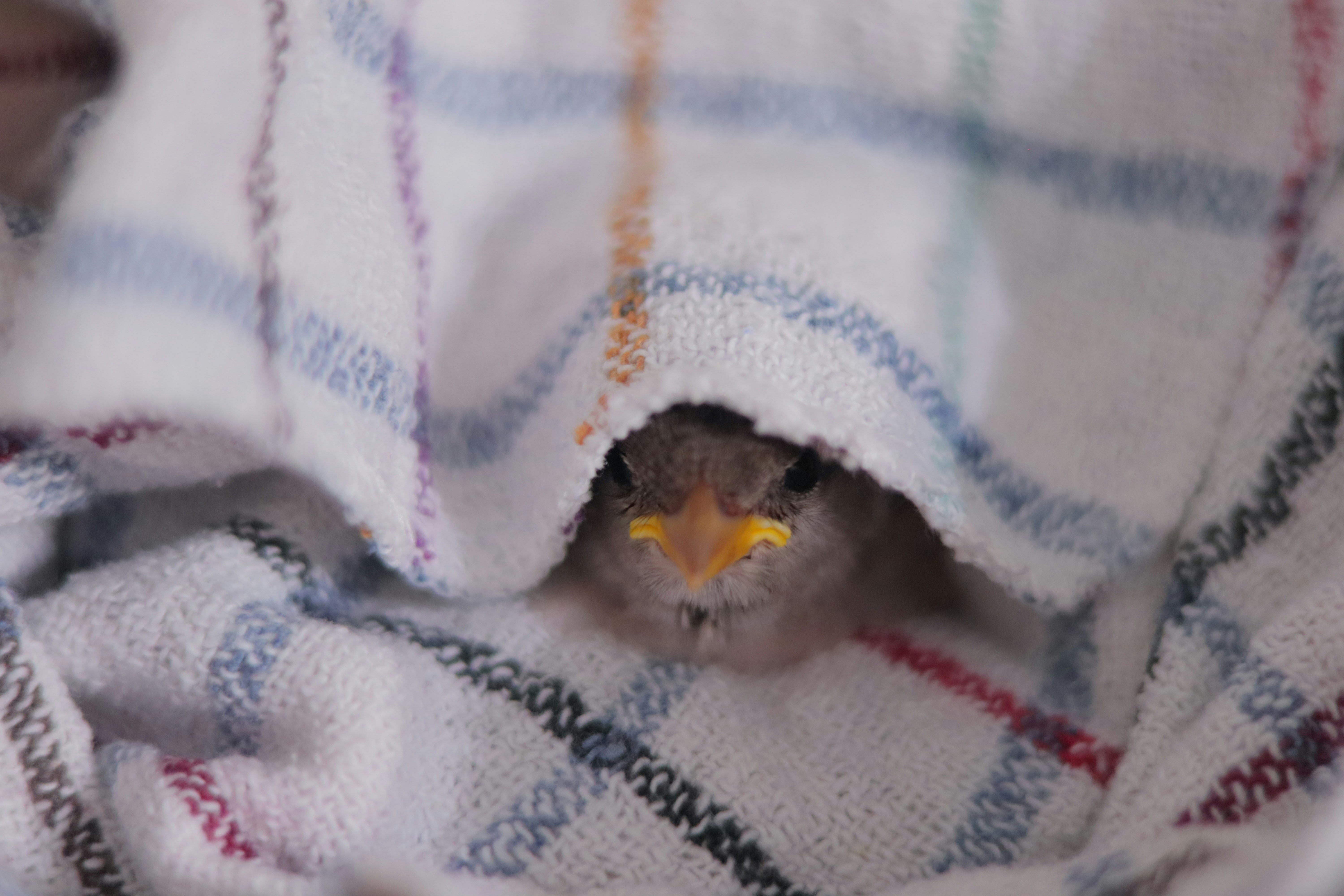 Hidden Hatchling: A Peek at a Nestling Confinement