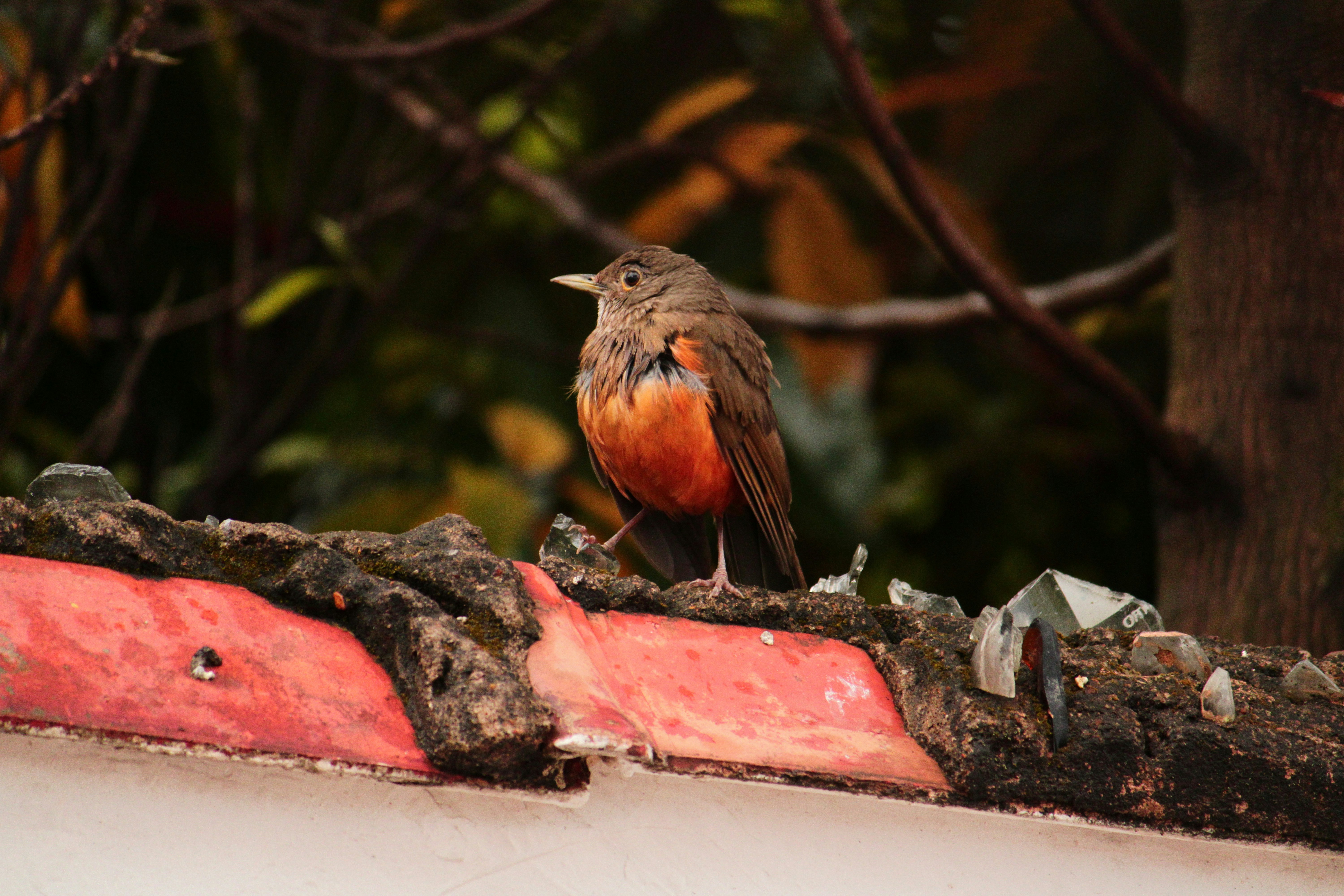 Red-breasted Warbler on a Weathered Roof Edge
