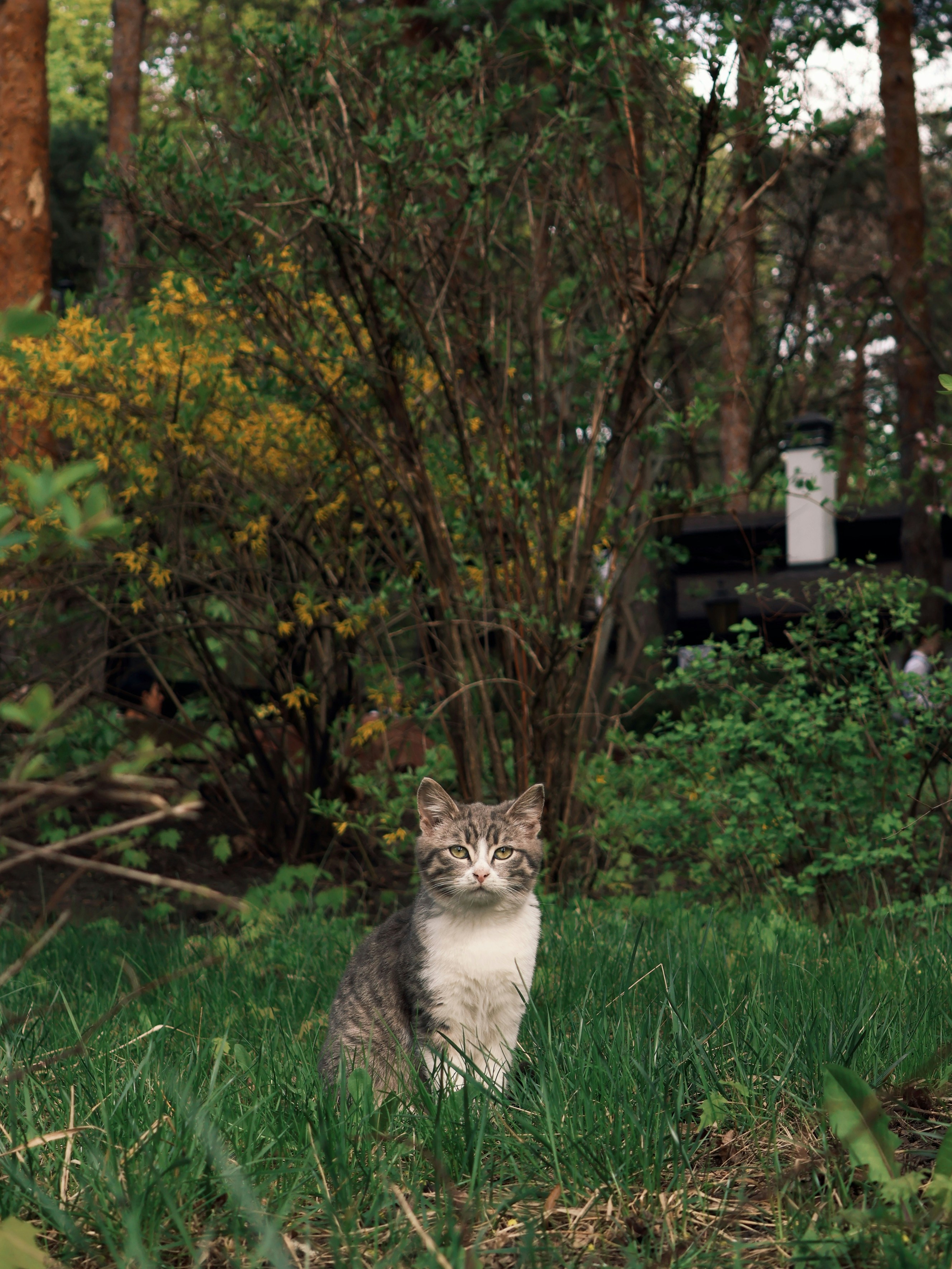 Whiskers in the Green: a Quiet Cat Amid Spring Foliage