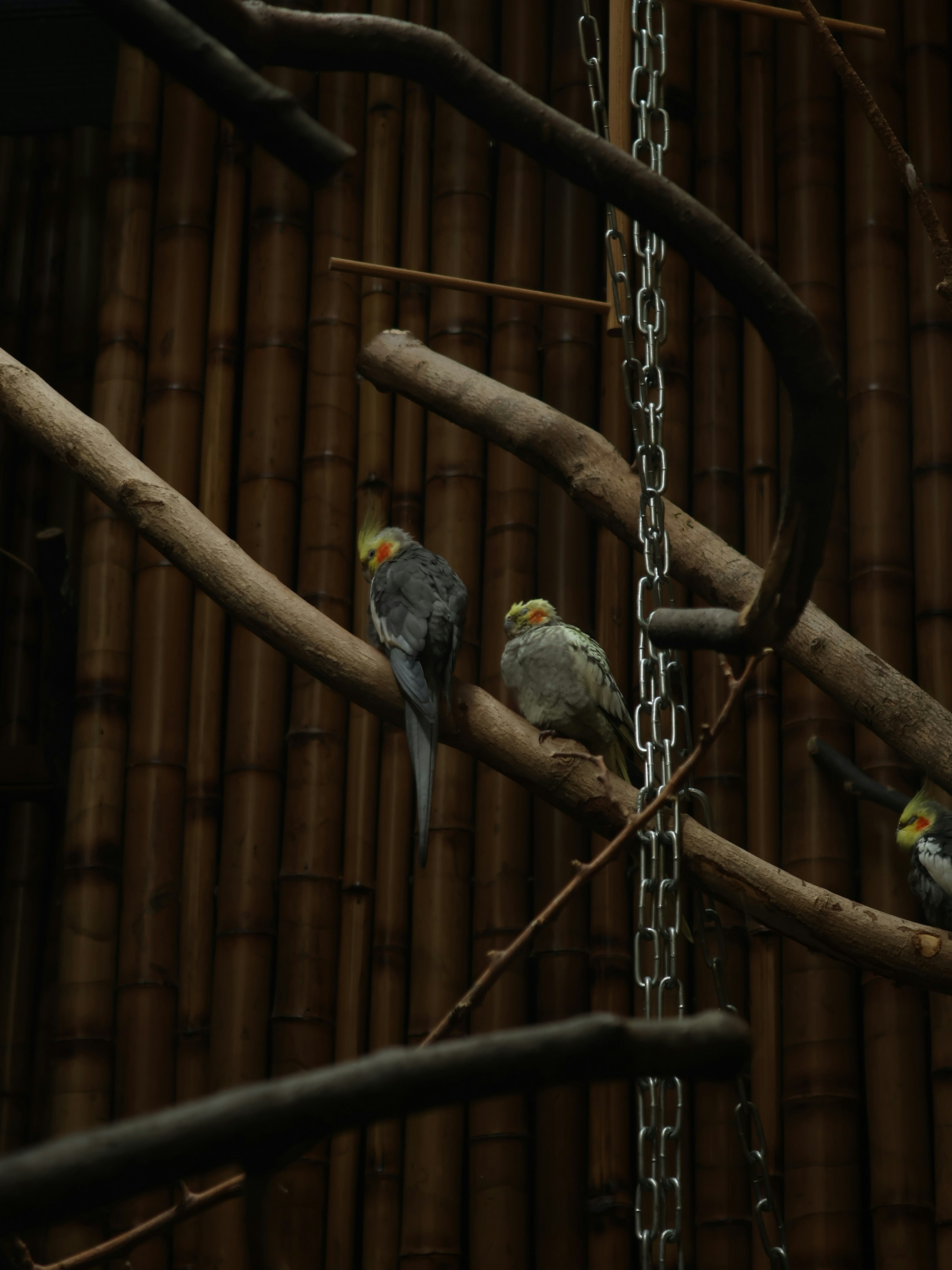 Ember-headed Lorikeets Perched on Weathered Branches Under a Dim Bamboo Backdrop