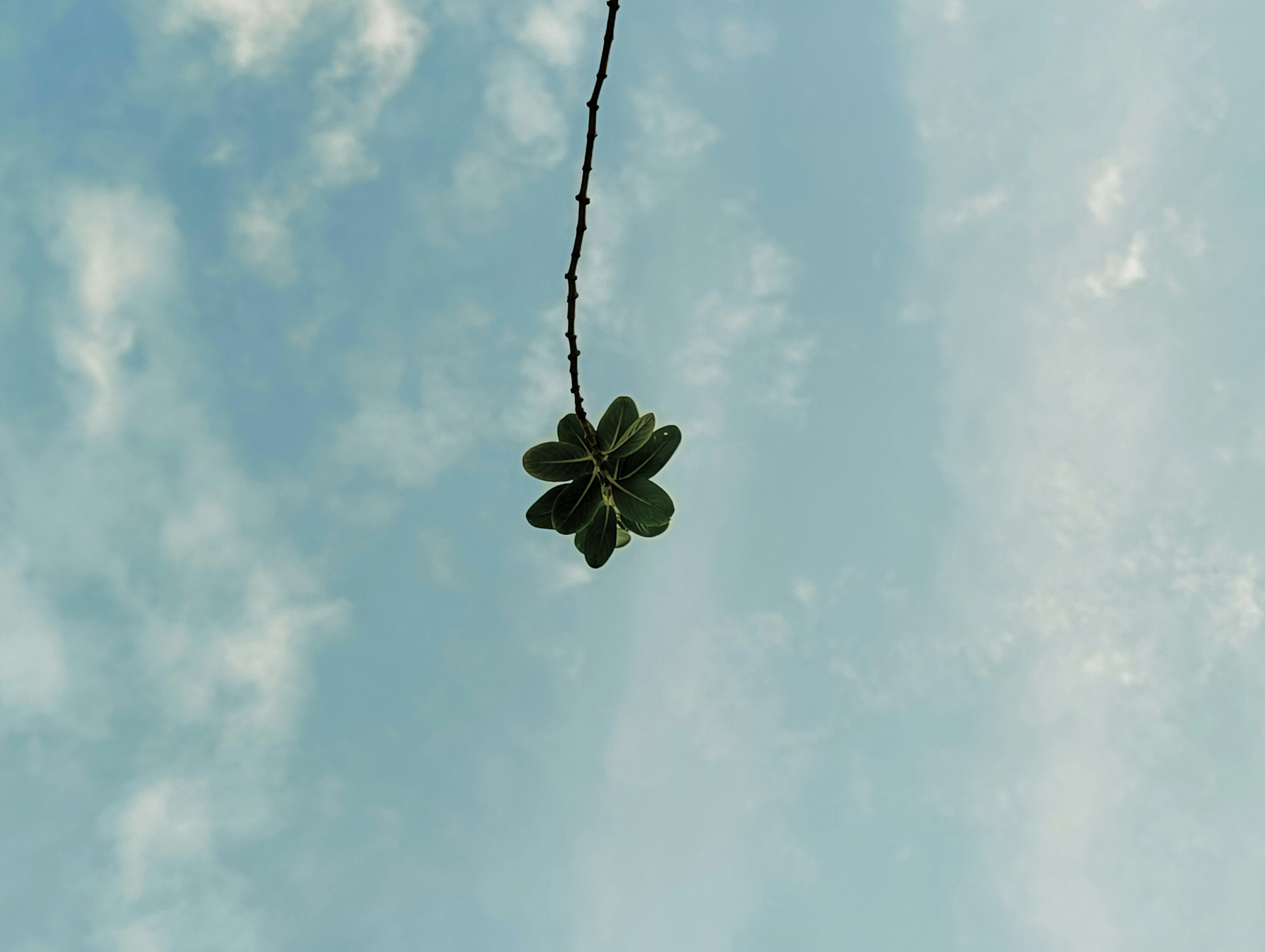 Green clover leaf on a thin stem against a clear blue sky; minimalist nature portrait with high negative space. This is a macro-less, natural shot.