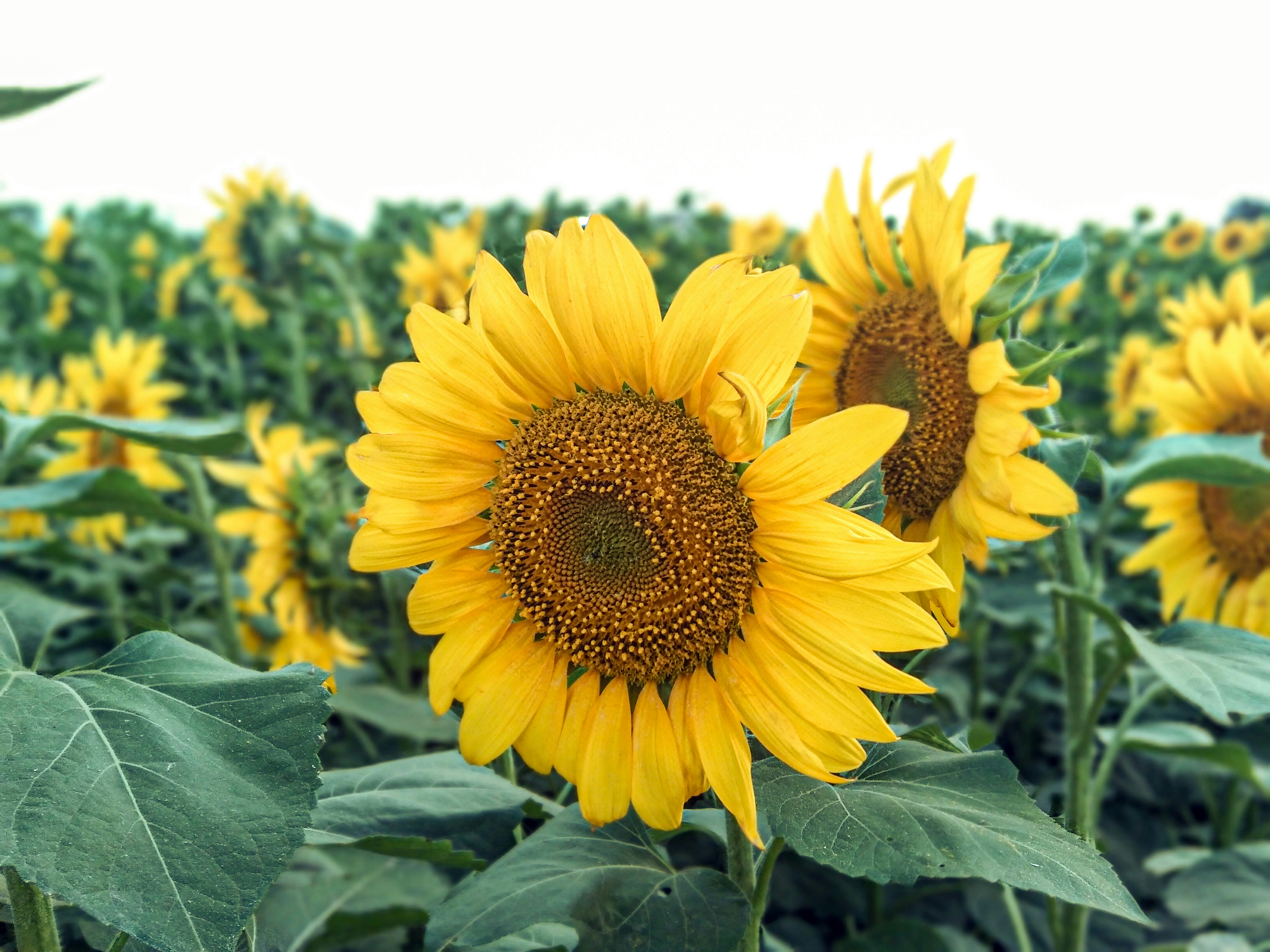 Vibrant sunflowers in full bloom stretch across a vast field under a clear sky.