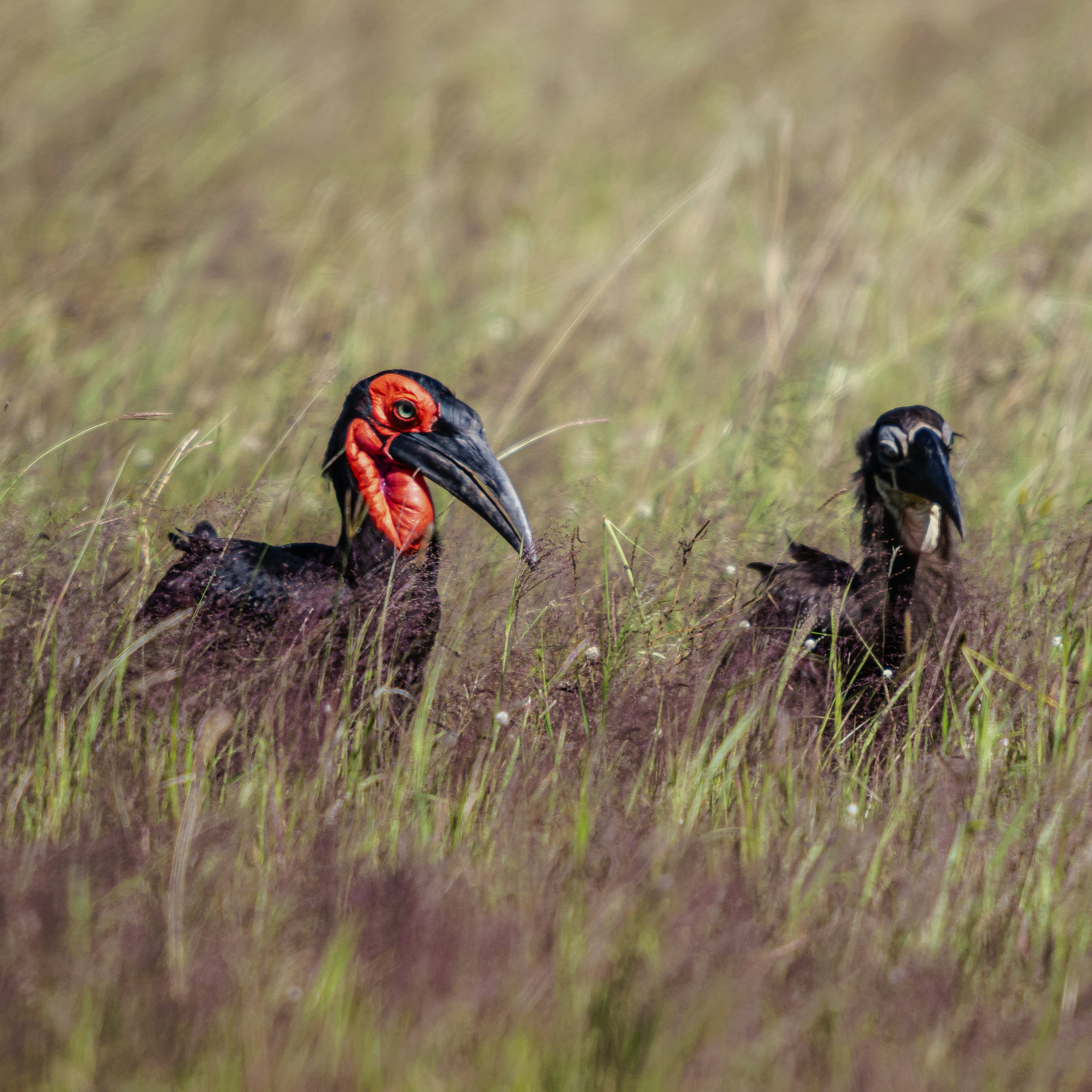 Crimson-faced Hornbill Amid Tall Grass