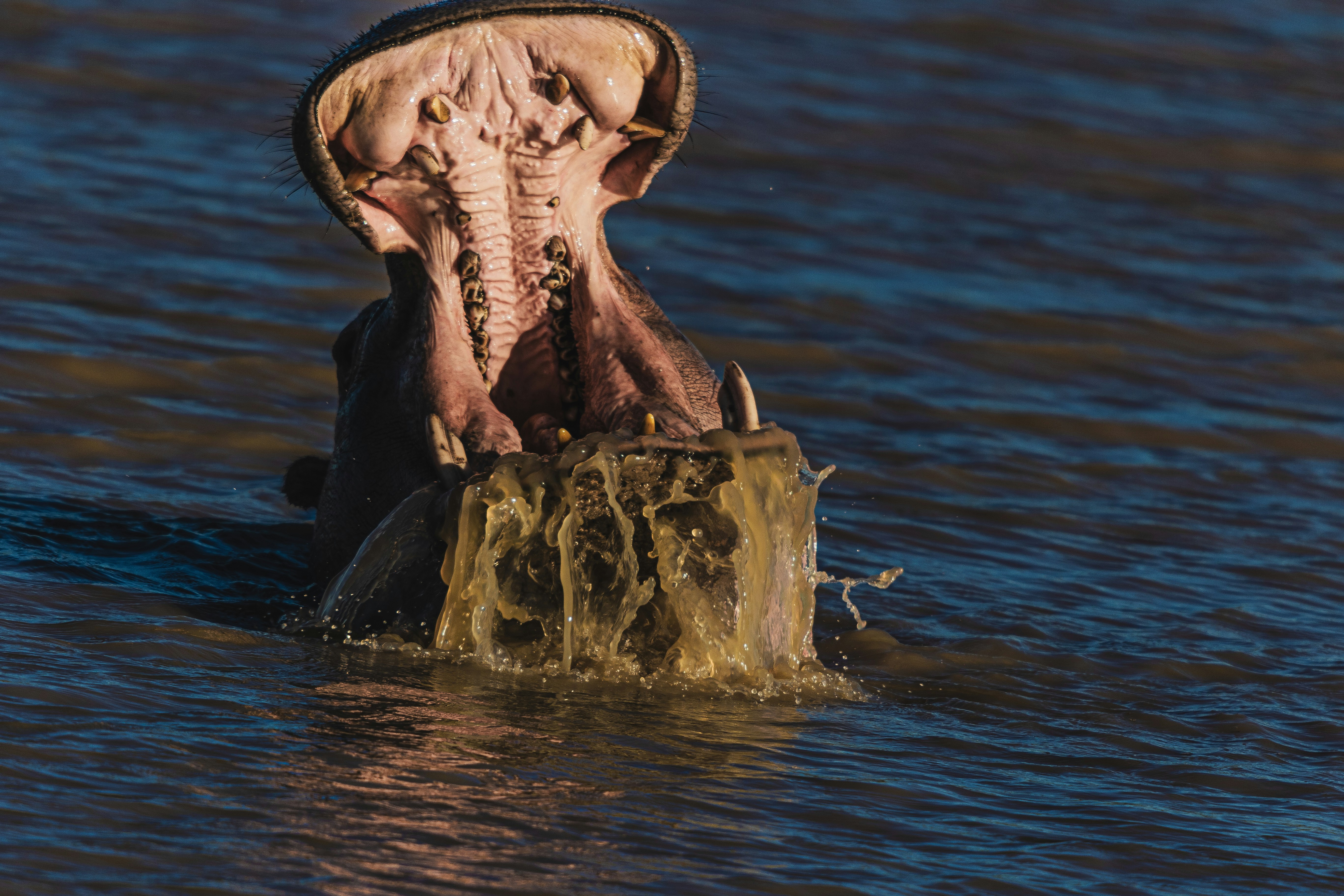 Emergence at the Surface: Crocodile with Jaws Wide Open