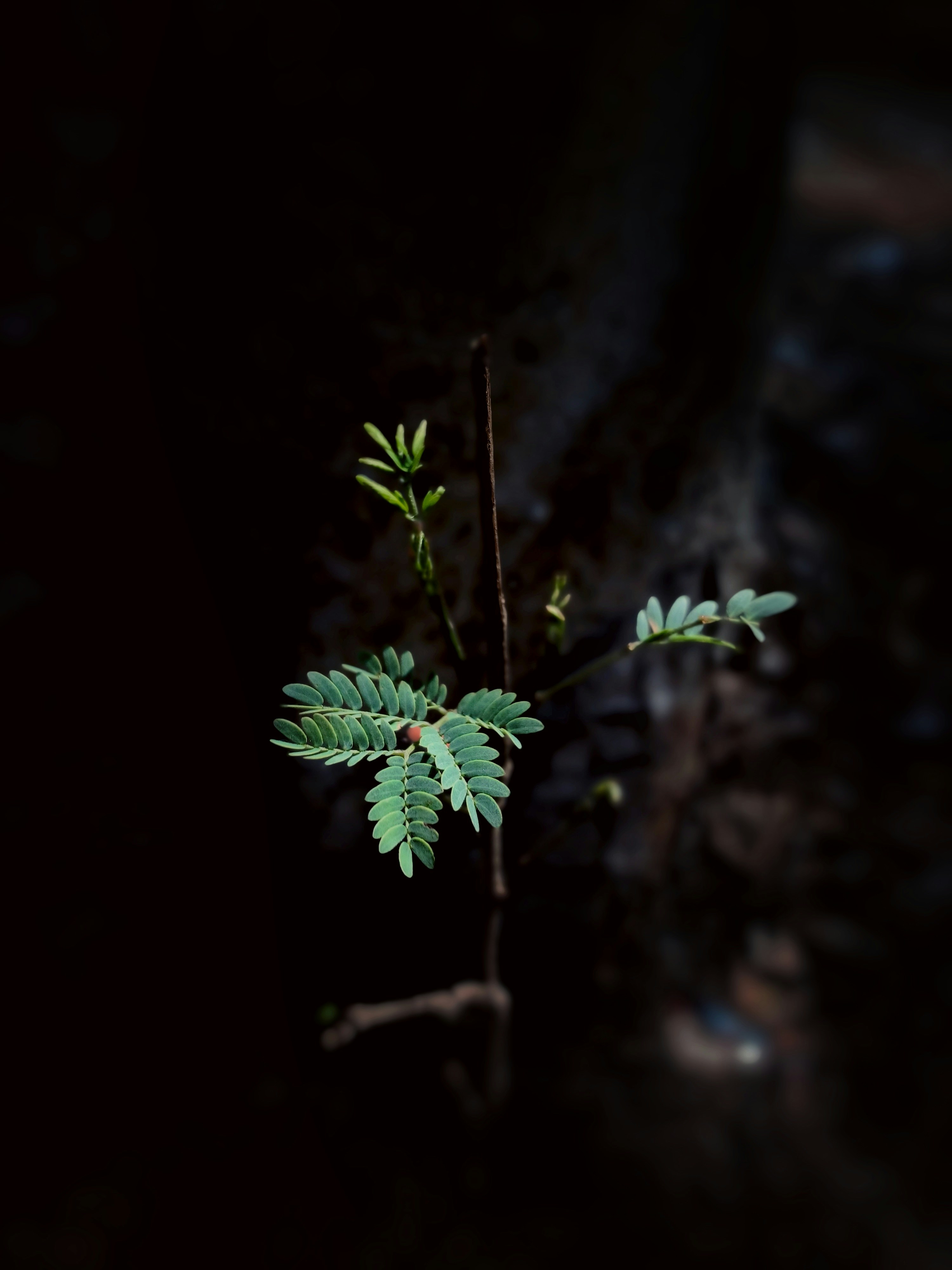 Close-up photograph of a small branch with pinnate green leaves against a dark, blurred background.