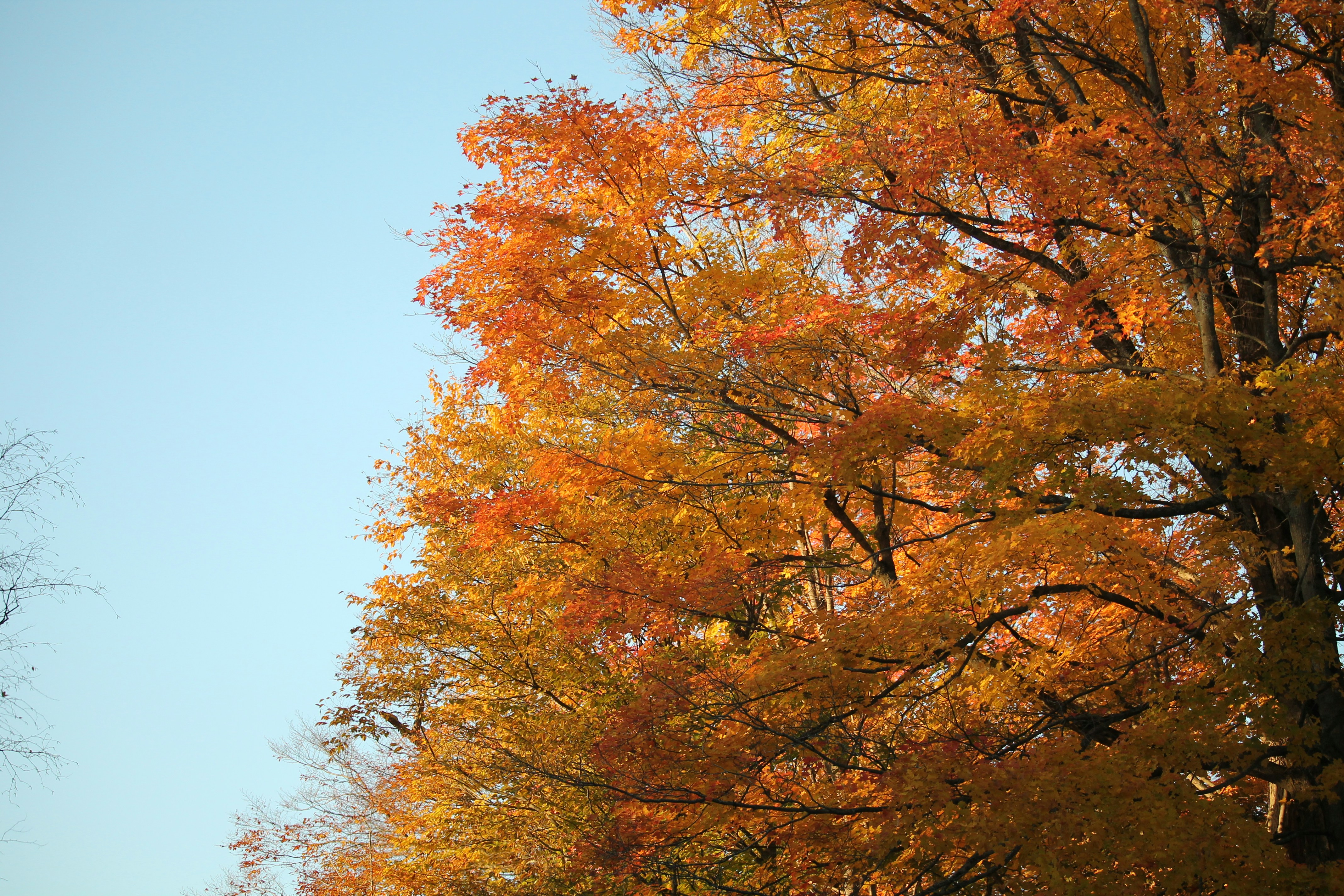 How to Earn Credits in Suno AI: Effective Strategies and Tips