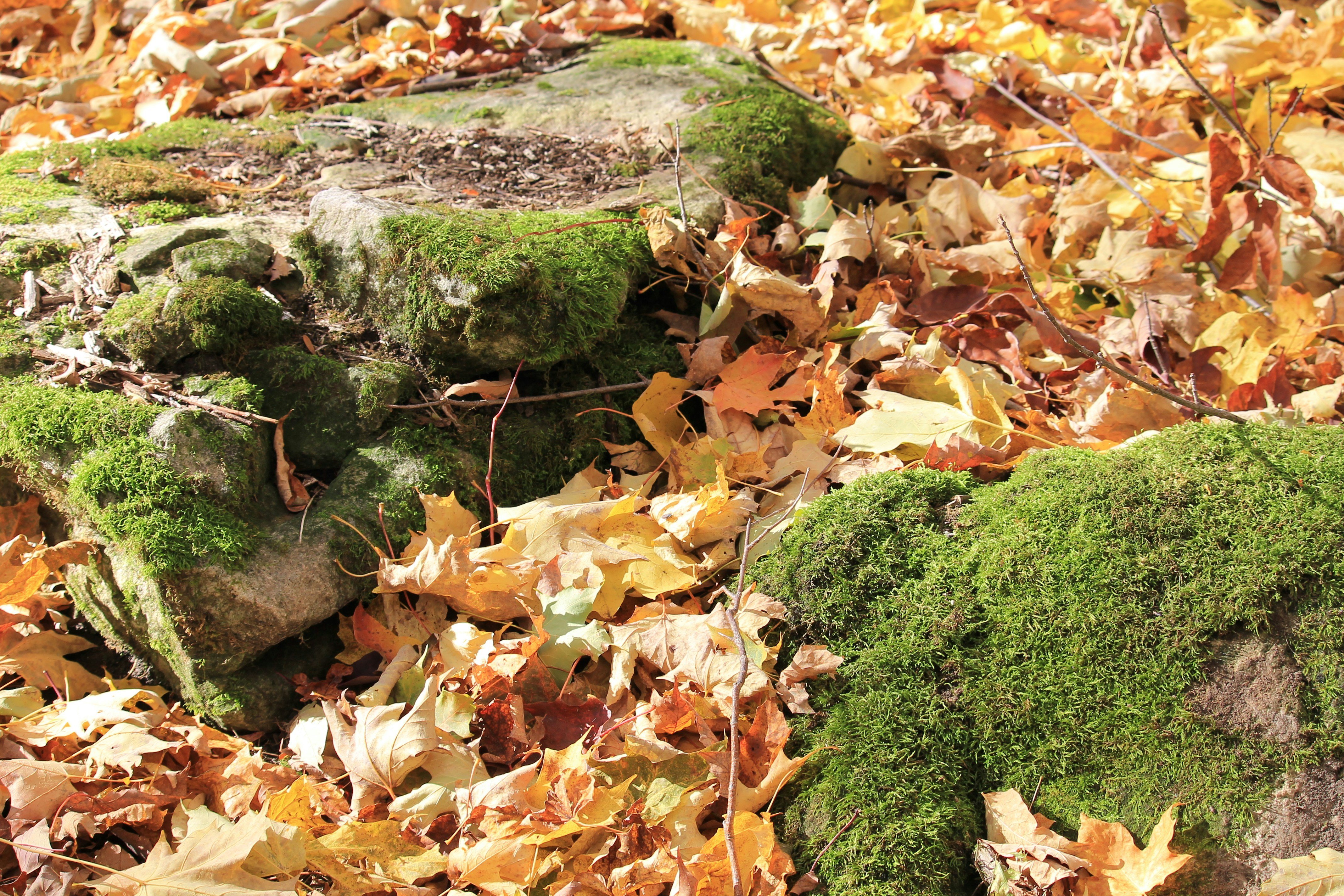 Autumn Moss on Quiet Stones: Texture on the Forest Floor