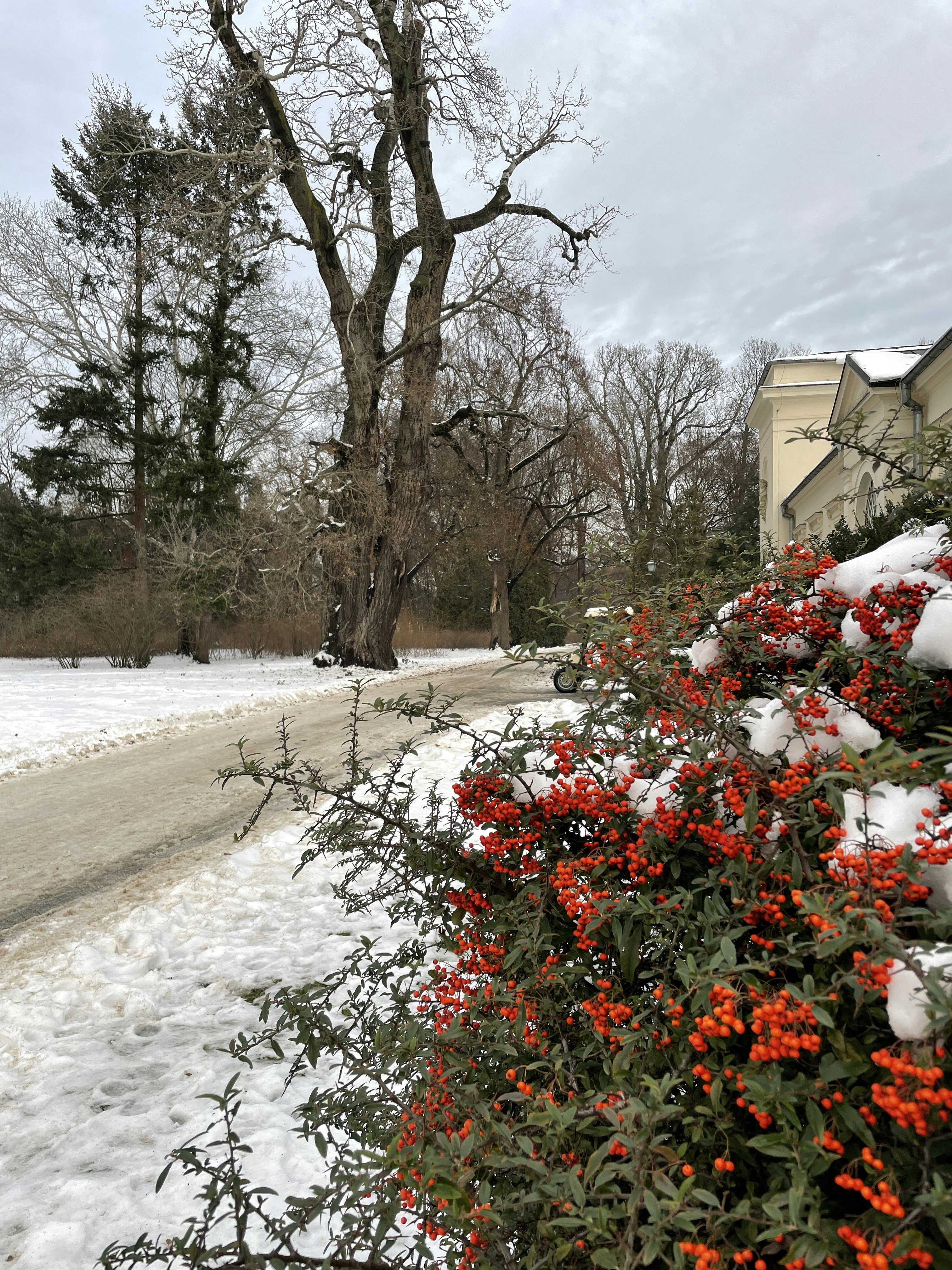 Scarlet Berries at the Snowbank: A Quiet Winter Composition