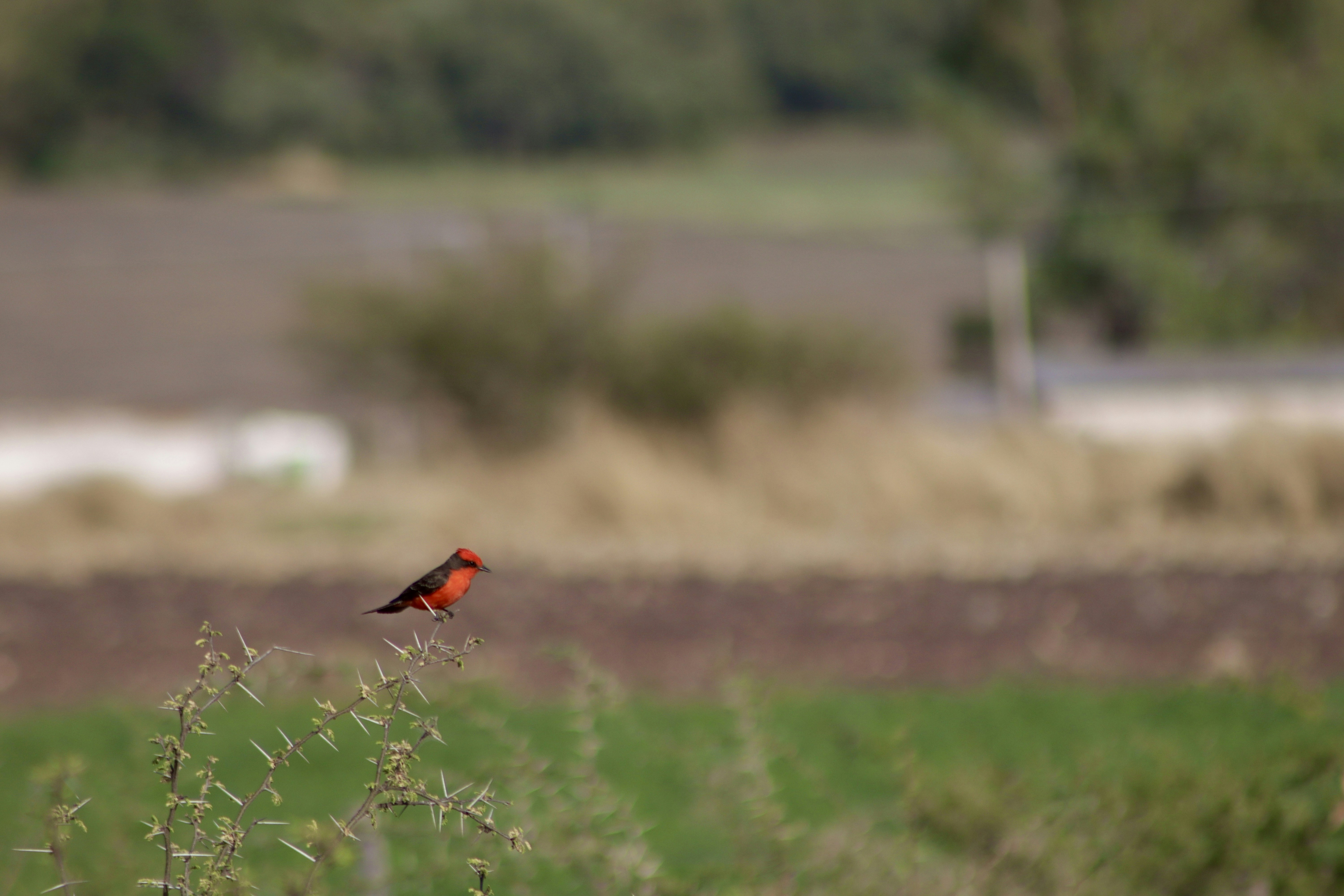 Scarlet Sentry on a Spindly Branch Over Quiet Farmland