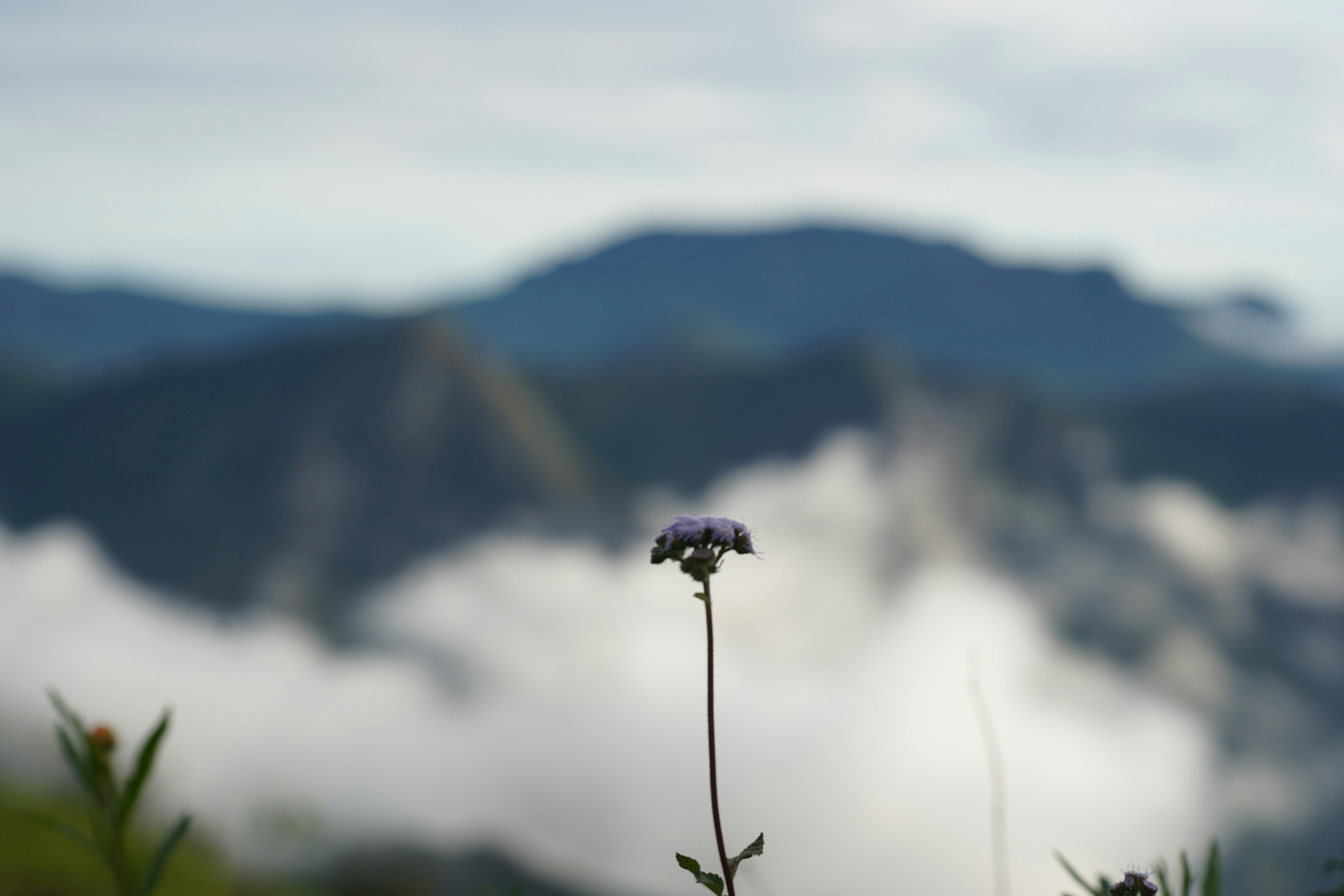 A lone violet bloom rises through alpine mist