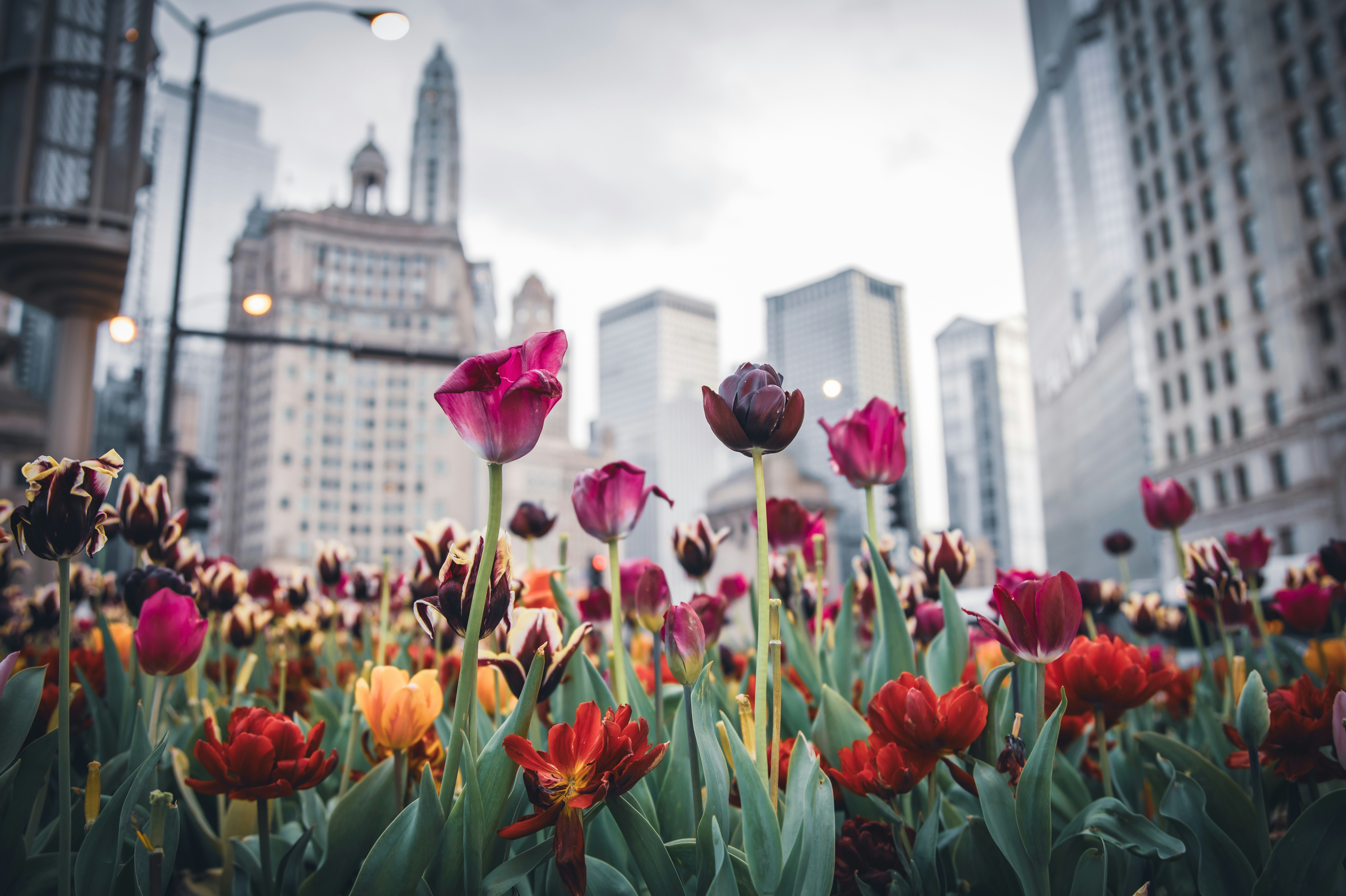 Tulips at the Urban Edge: Petals in the Shadow of Skyline