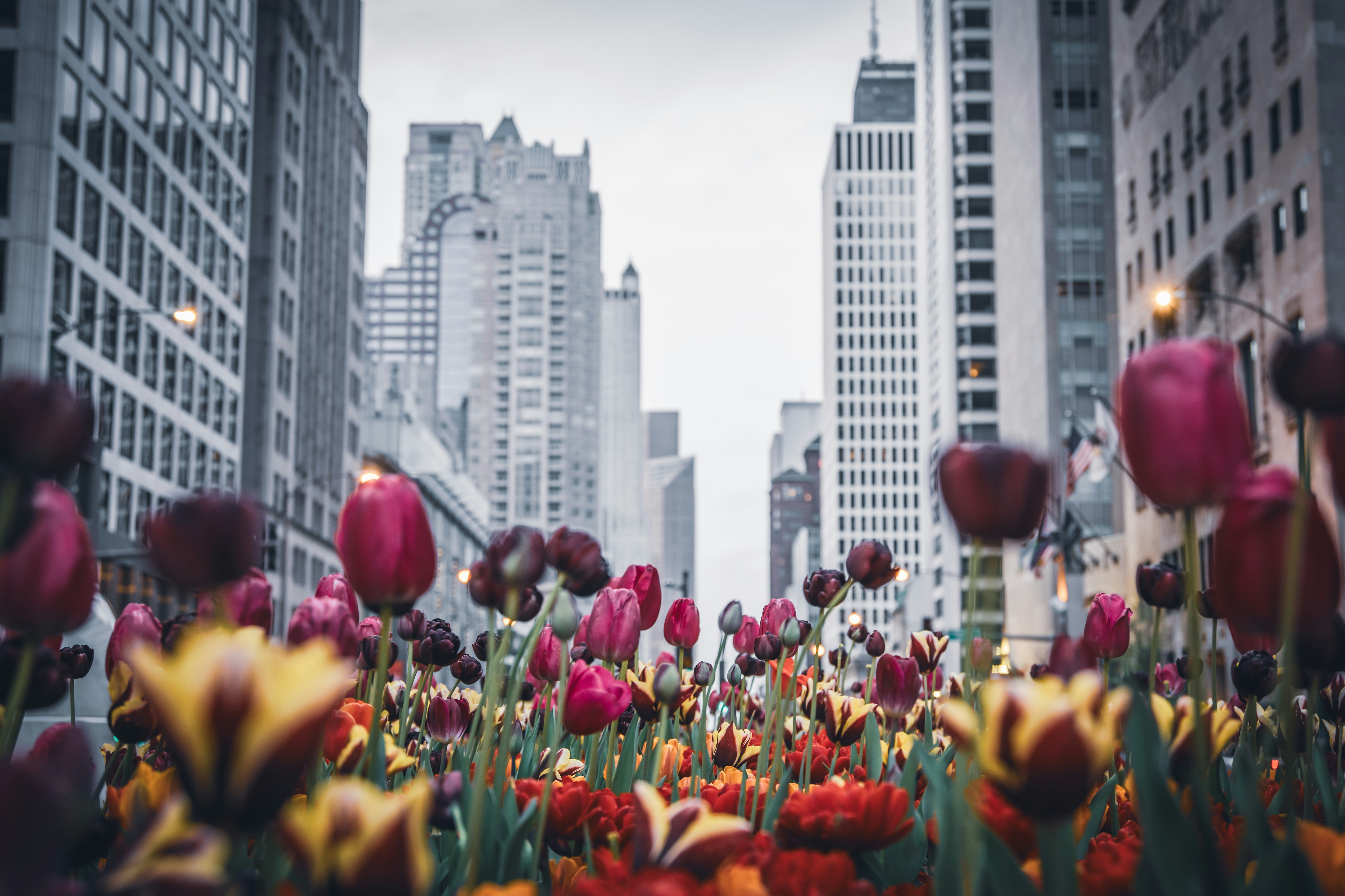 Tulip Terrace: Color Burst Framing a City Corridor
