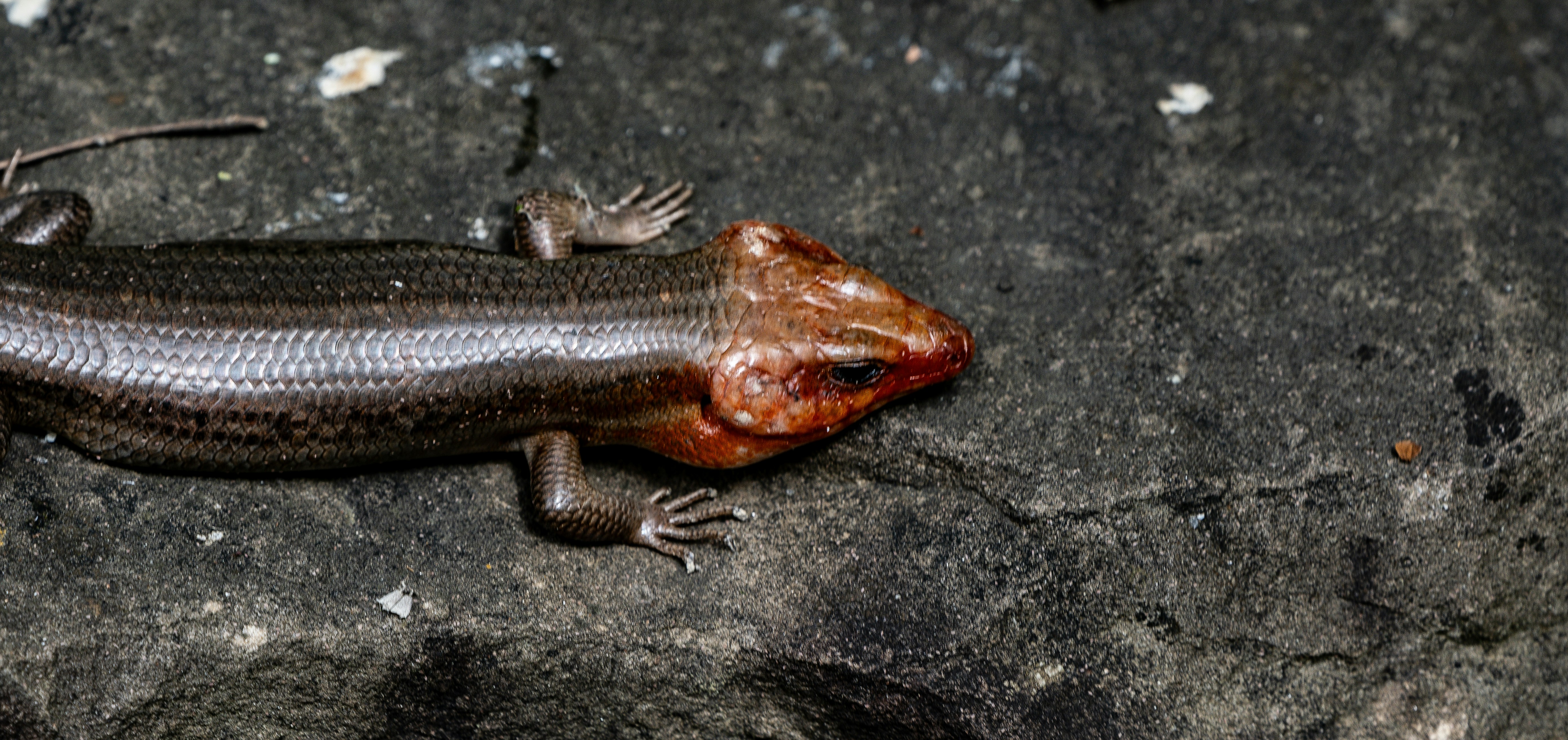 Crimson-Head Lizard on Charcoal Rock: a Quiet Moment of Heat and Texture