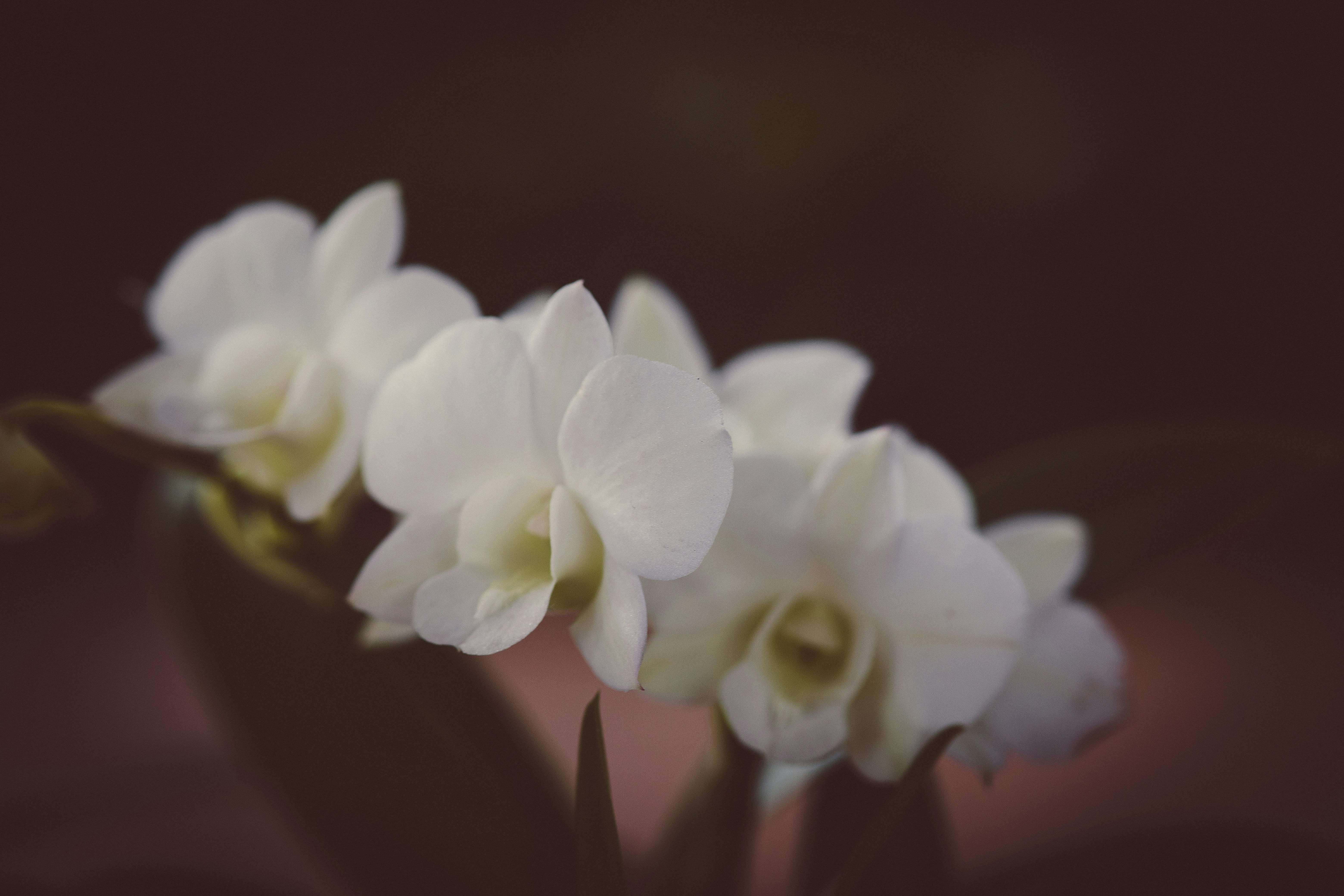 Photo by Rafael Rodrigues with Canon EOS RP