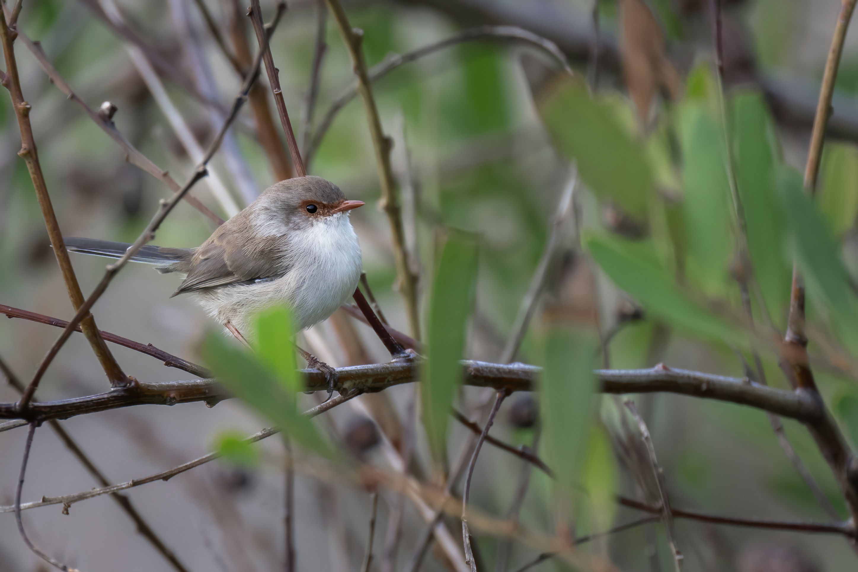 Superb fairywren (female) 🤎