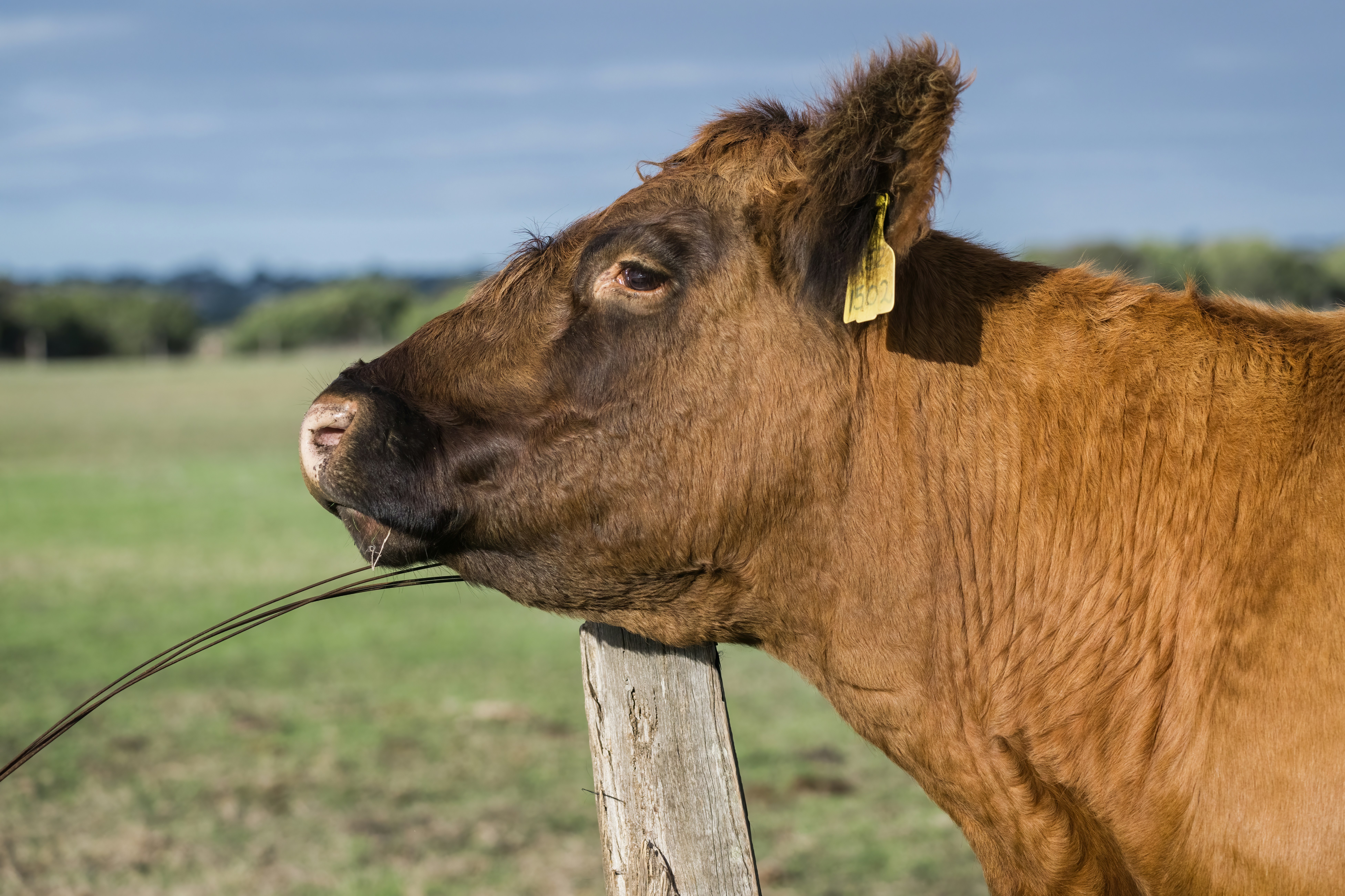 Cow having a good old scratch on the post! 😀 | a brown cow standing next to a wooden fence