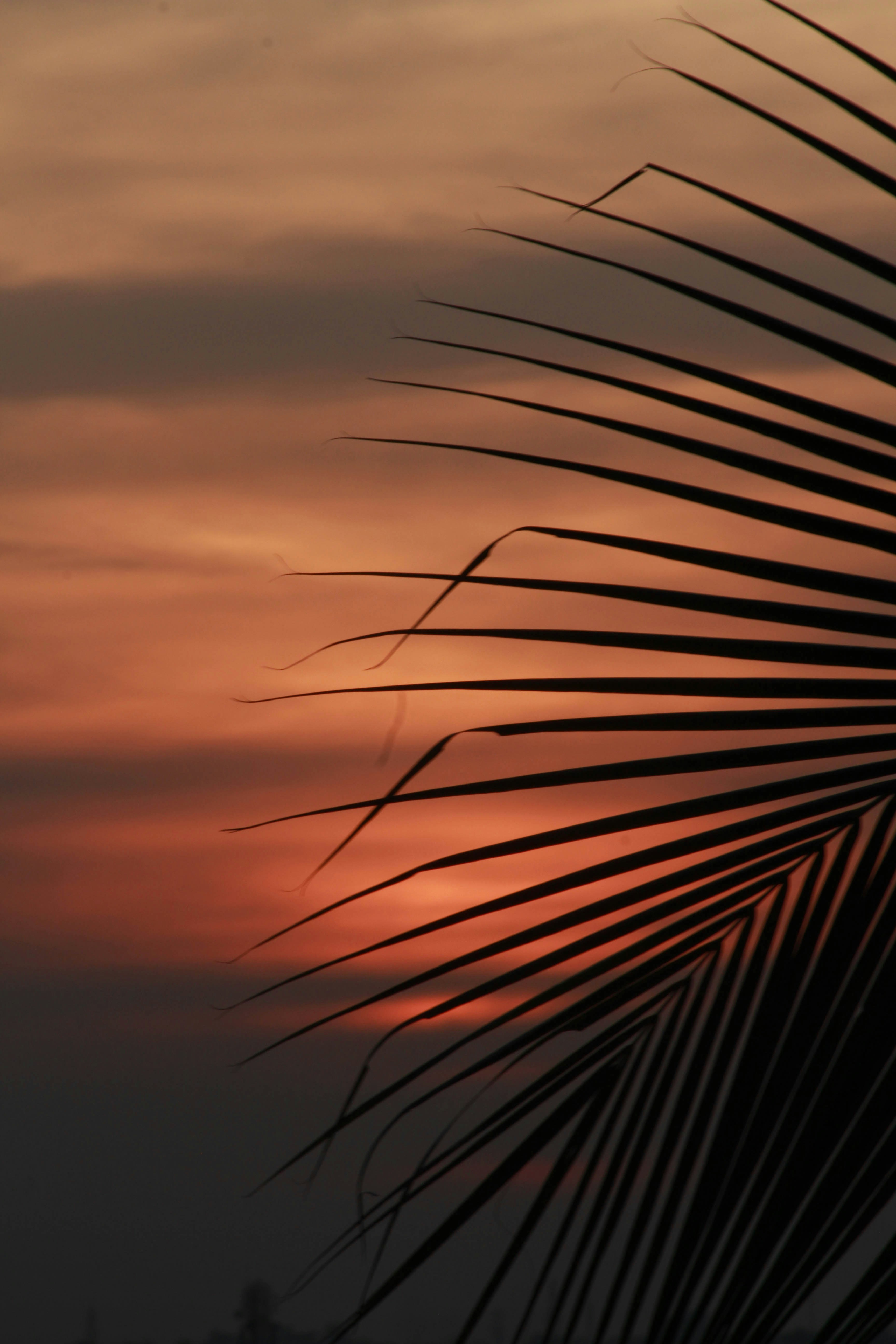 Silhouette of palm fronds against a vibrant sunset sky, blending hues of orange and purple. The scene evokes a tranquil evening atmosphere.
