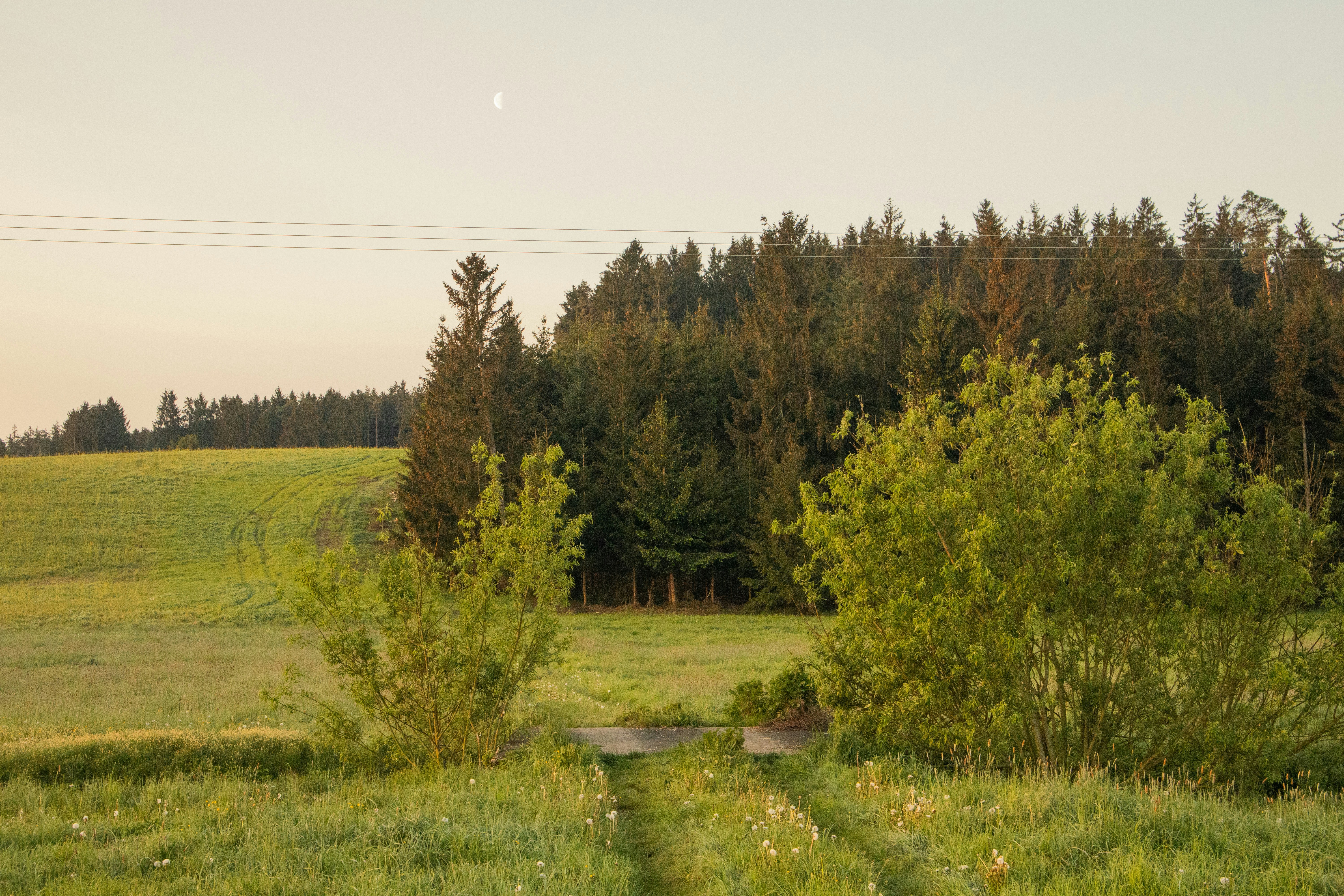 Quiet Track Through a Golden Evening Meadow
