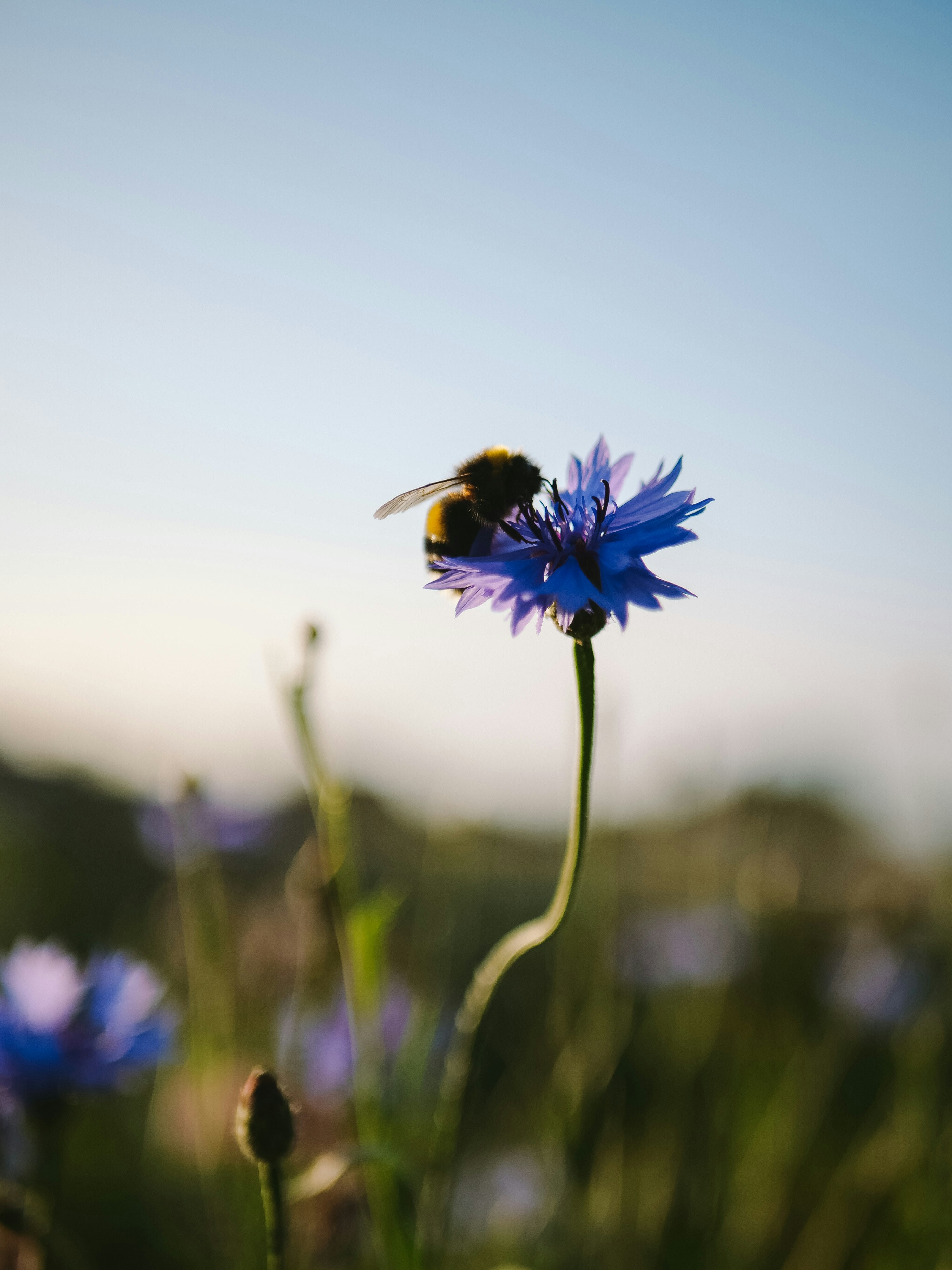 A bumblebee delicately gathers nectar from a vibrant blue flower against a soft, blurred background of greenery. 