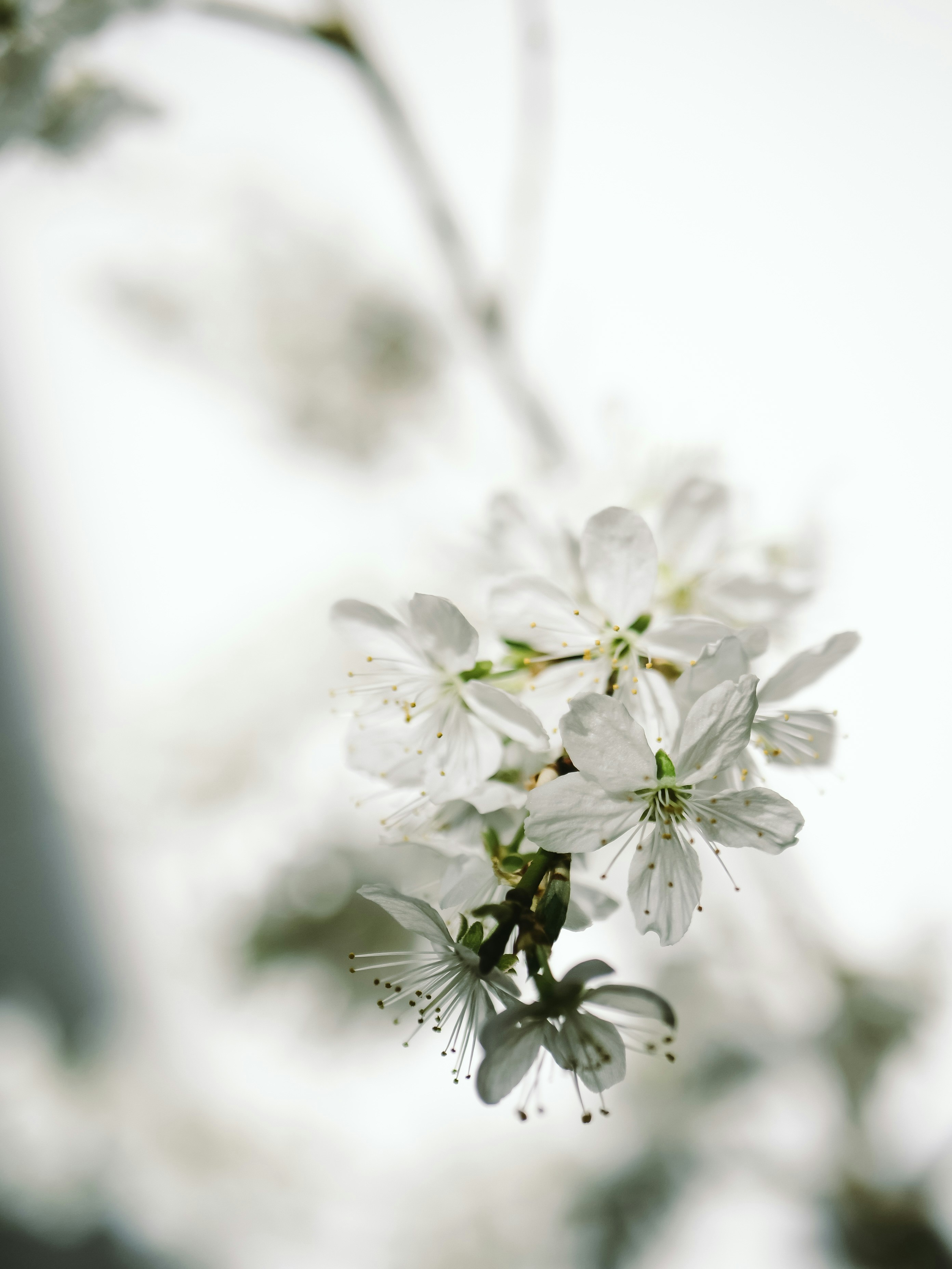 Whispered Petals: a close-up of cherry blossoms in airy bokeh