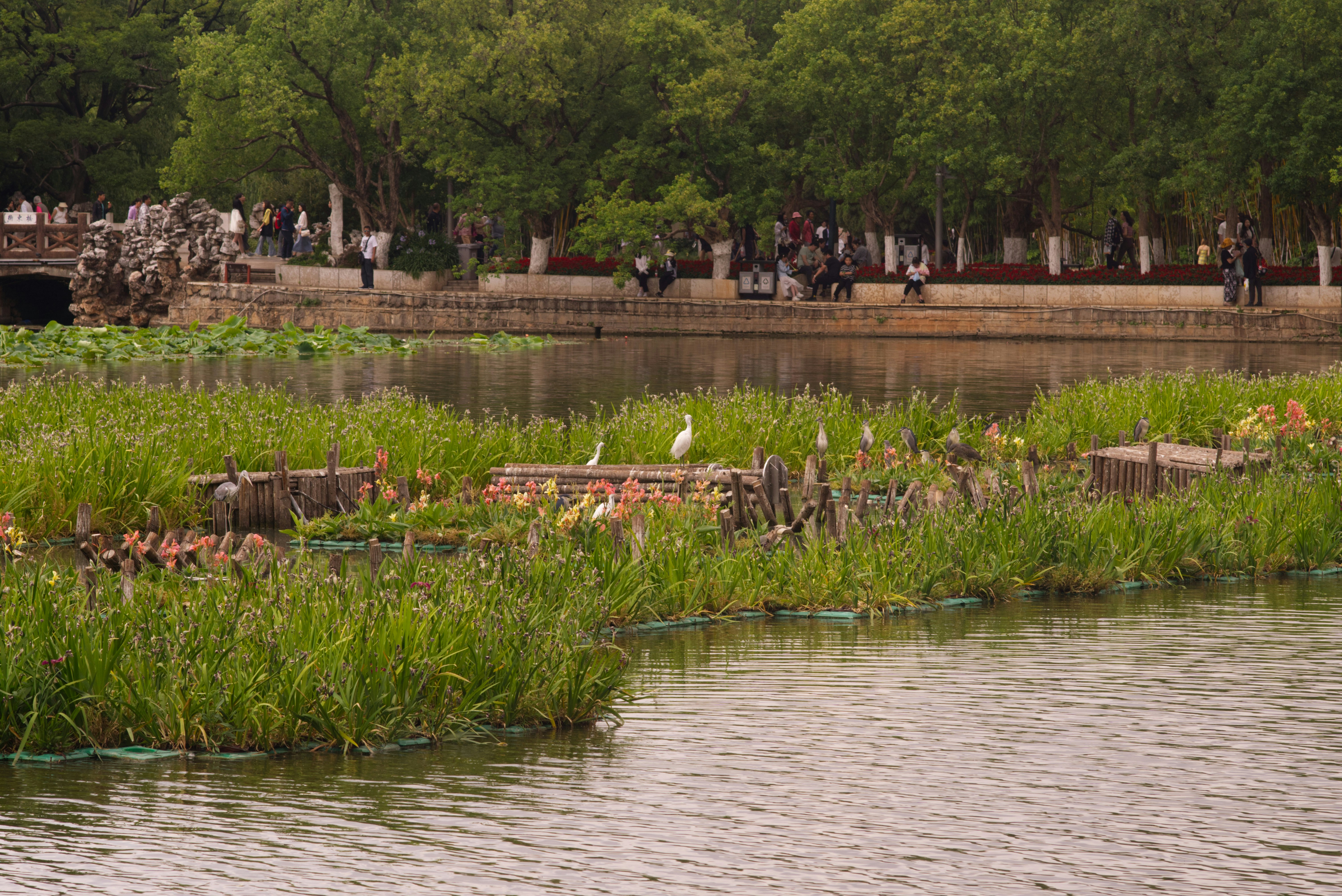 Geese by the Reeds at a City Park Pond