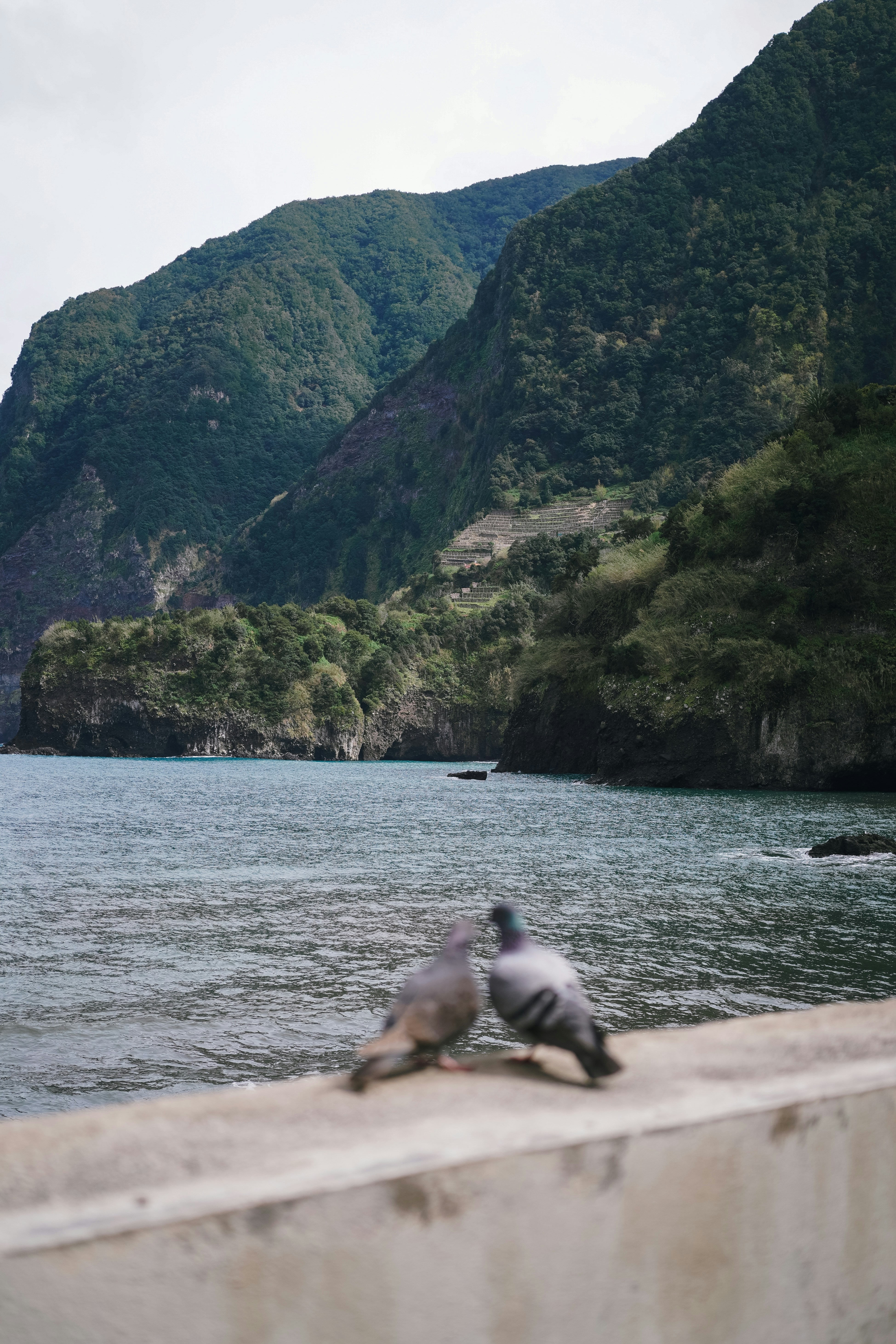 Two Pigeons on a Concrete Rail Overlooking a Green Coastal Cliff