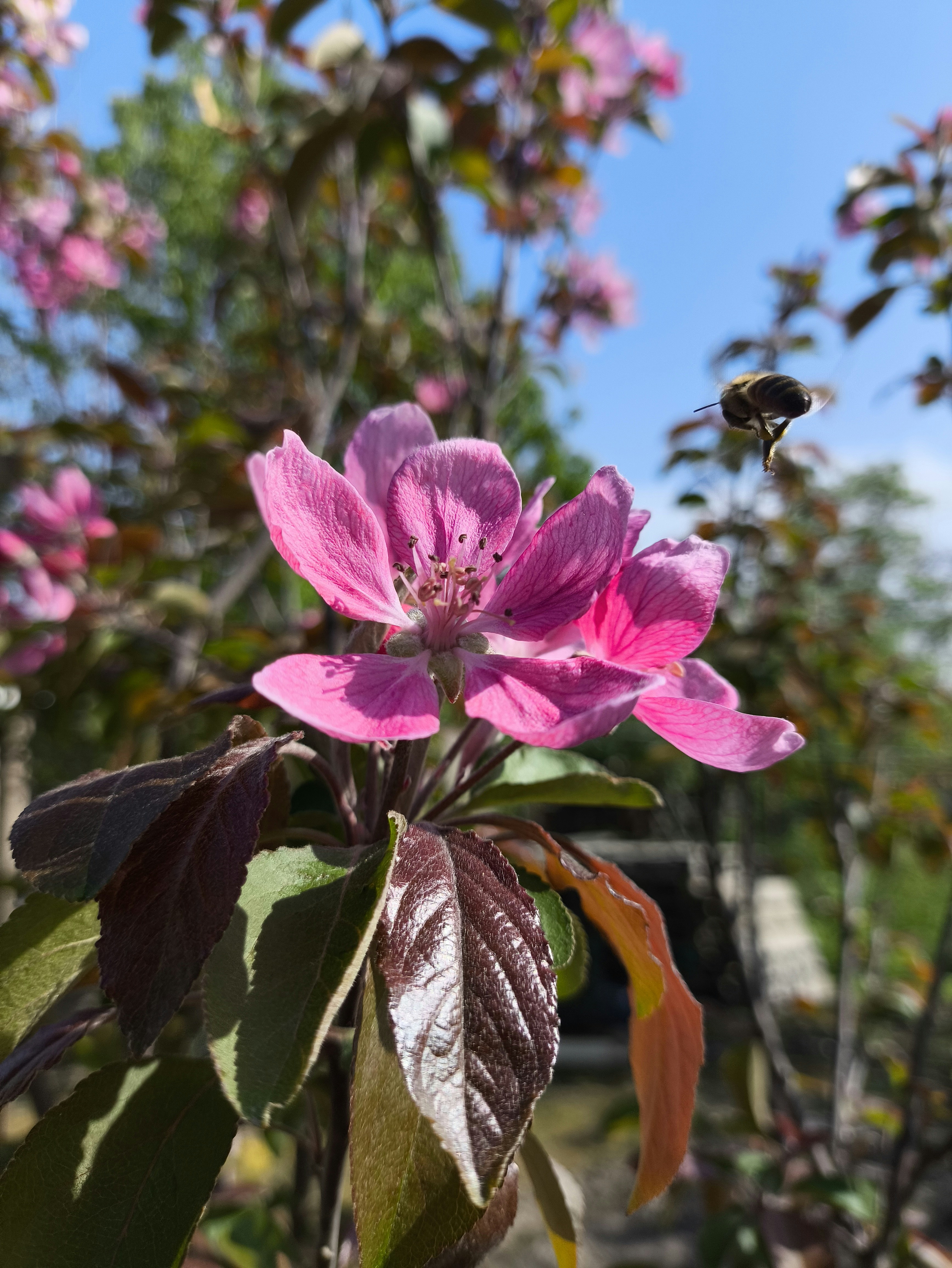 Petal Spotlight: Pink Blossom with a Bee in Sunlit Focus