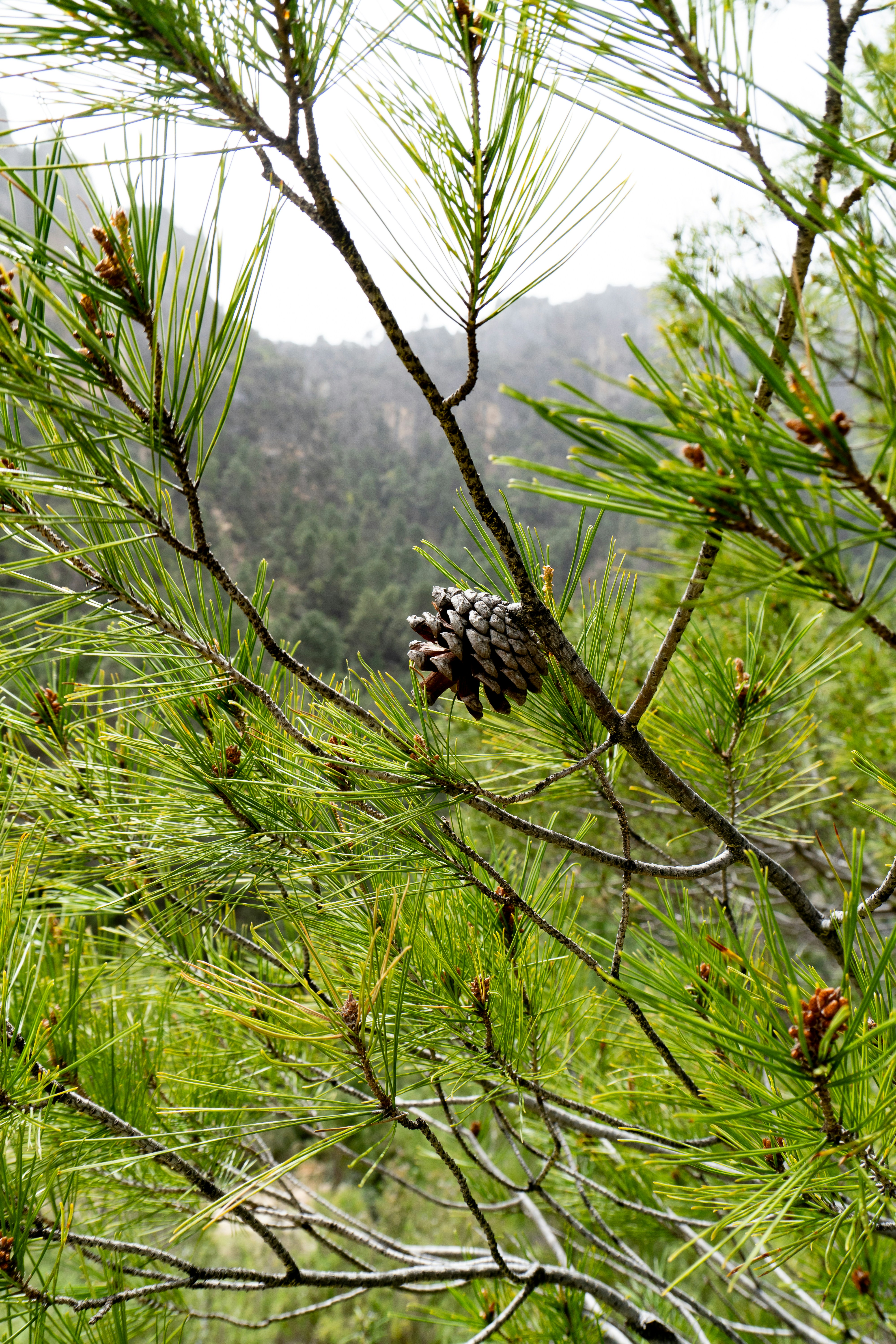 Pine cone nestled among vibrant green needles of a pine tree branch.