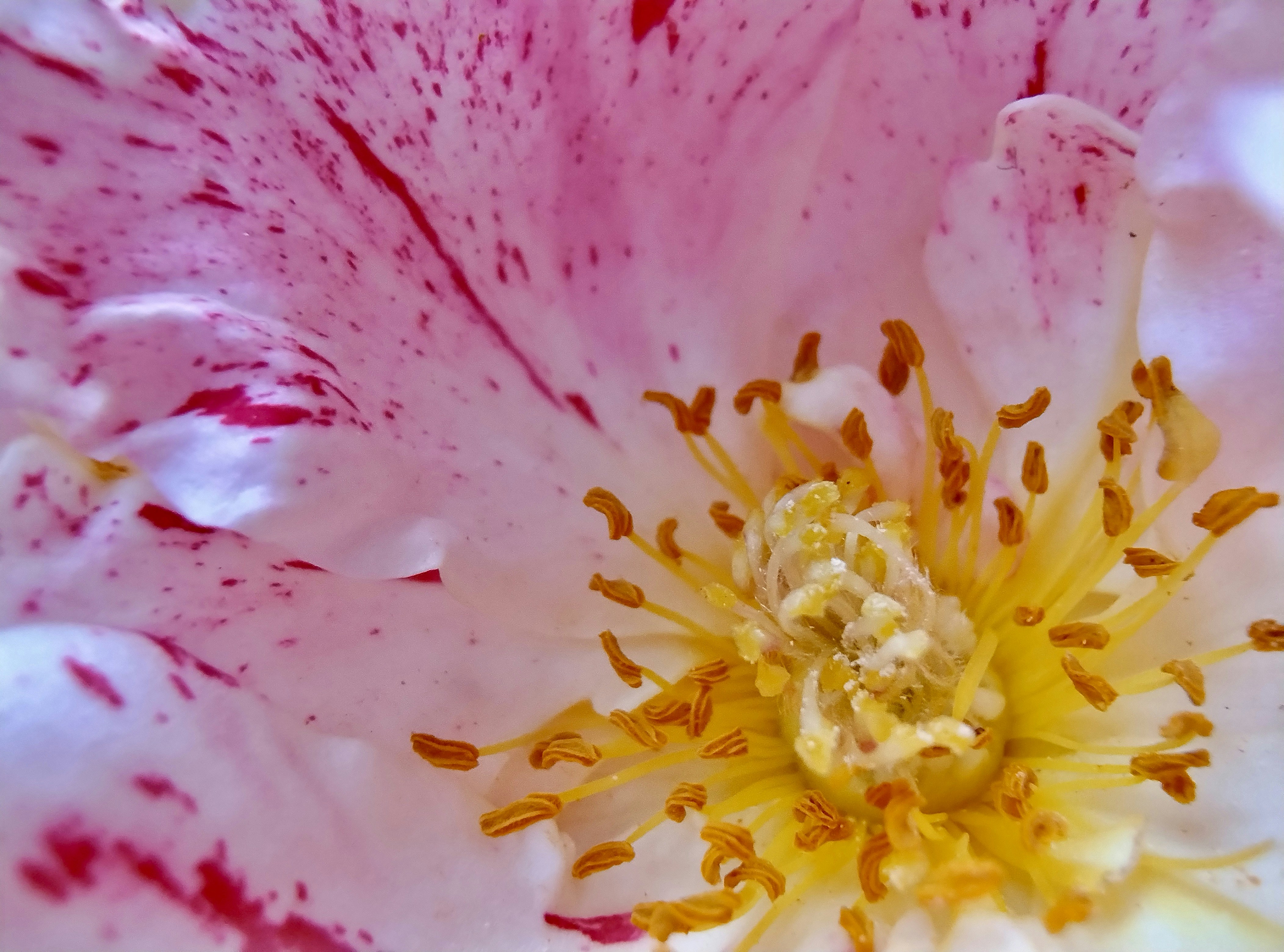 Petal Radiance: Macro Glimpse into a Pink-Yellow Center
