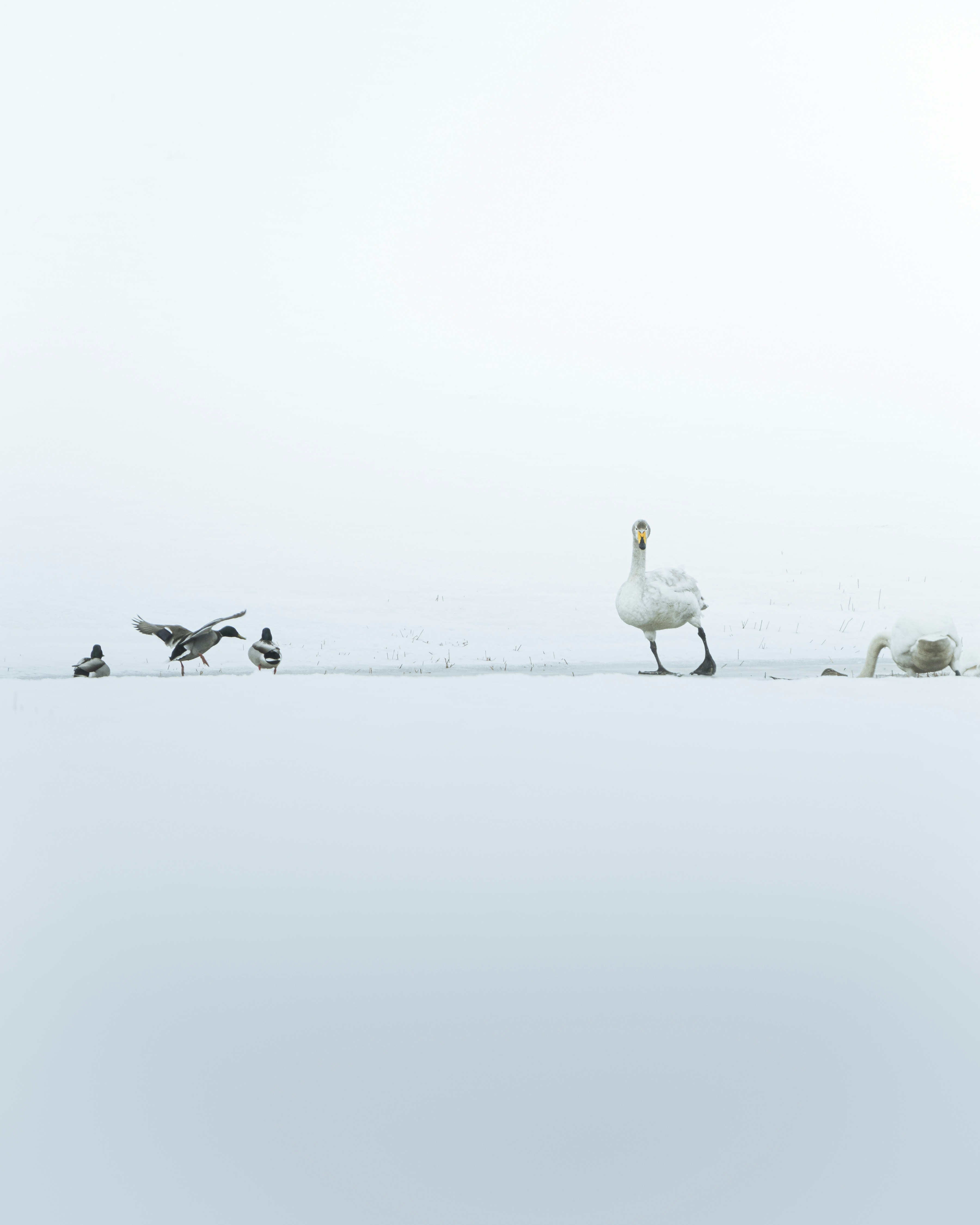 Snowbound Sentinel: A lone swan on the pale shoreline