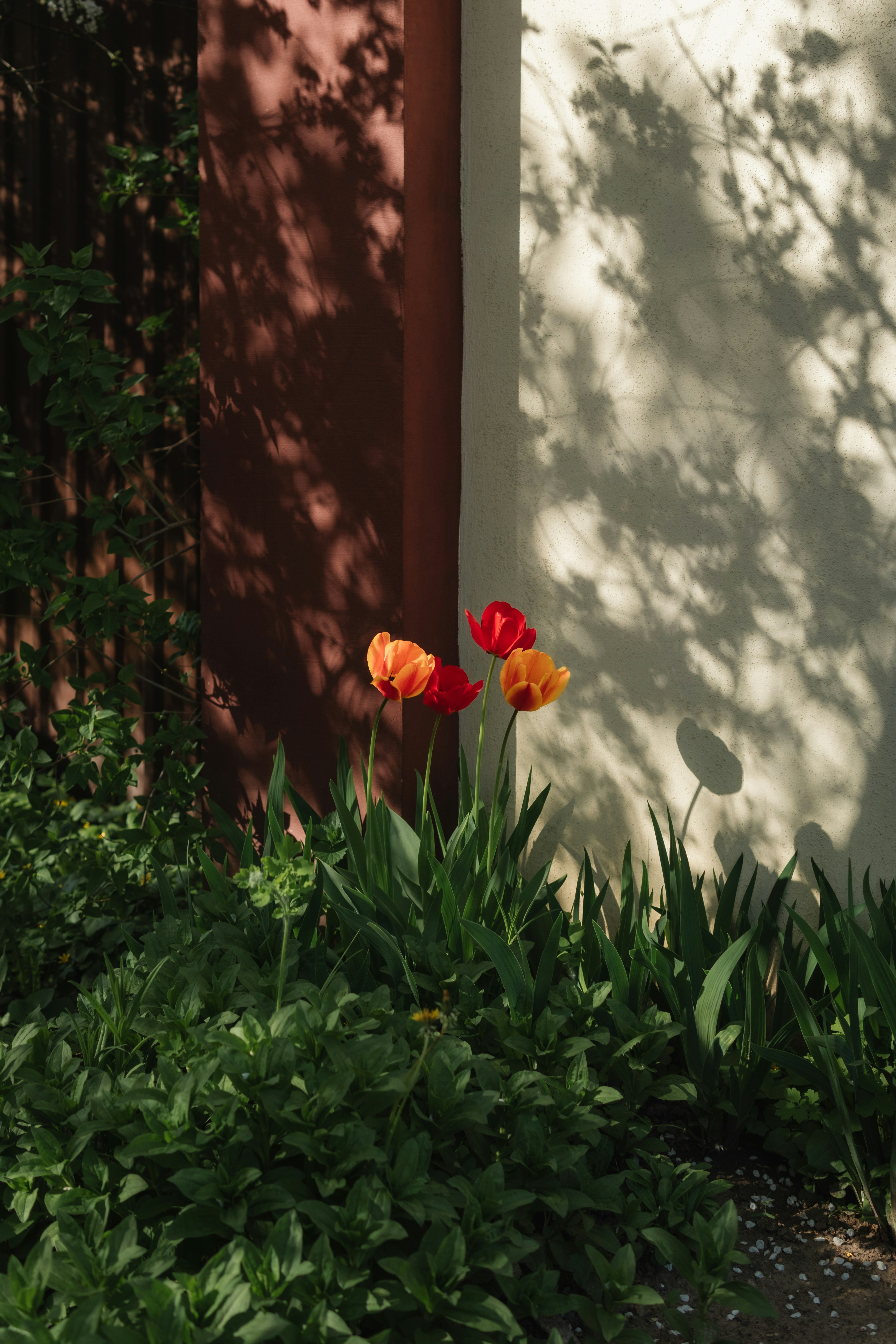 Tulips in Dappled Shade: A Quiet Courtyard Portrait