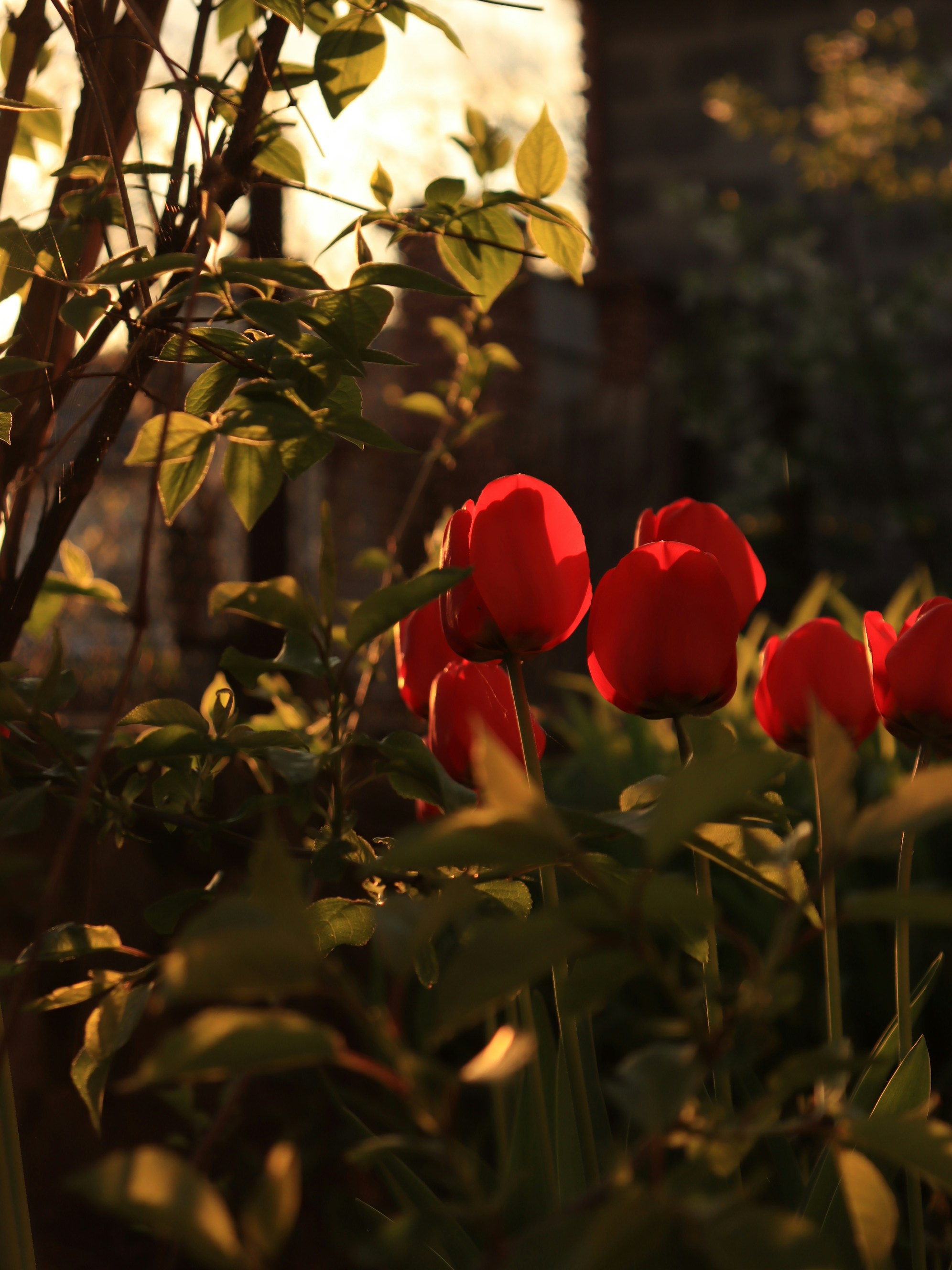 Crimson Tulips in the Golden Hour Glow