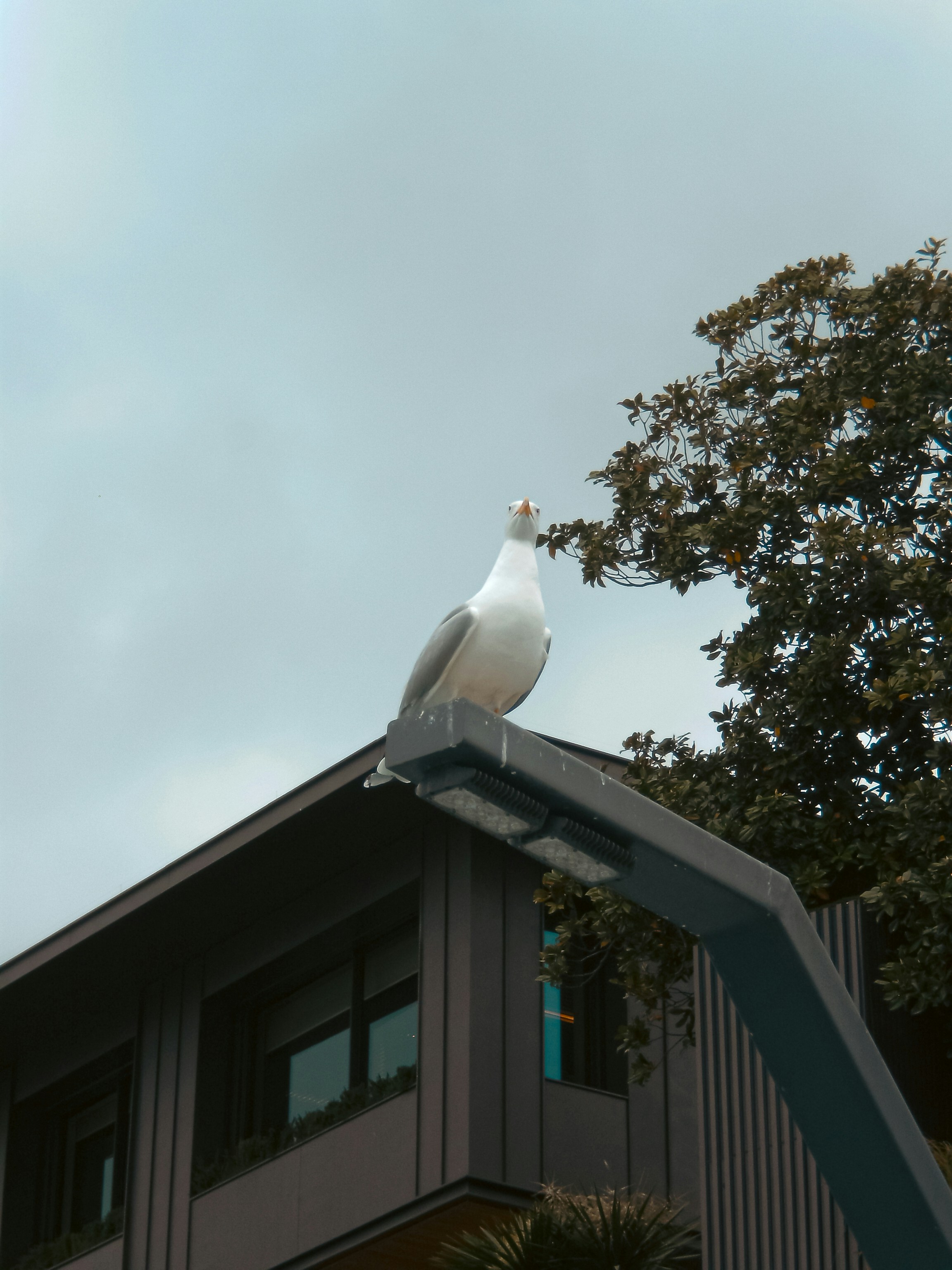 a white bird sitting on top of a metal pole