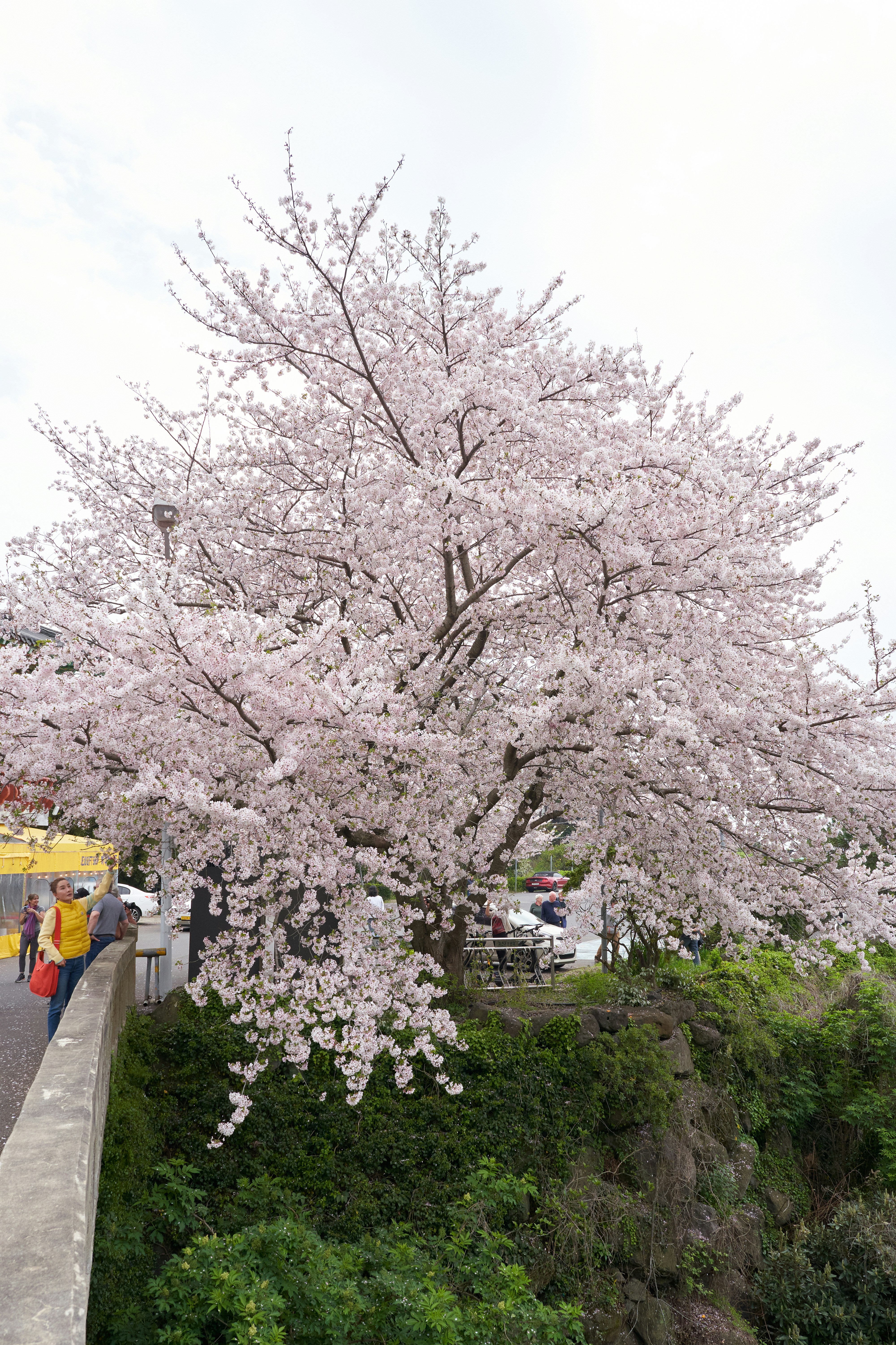 A cherry blossom tree in full bloom next to a walkway photo – Free Jeju ...