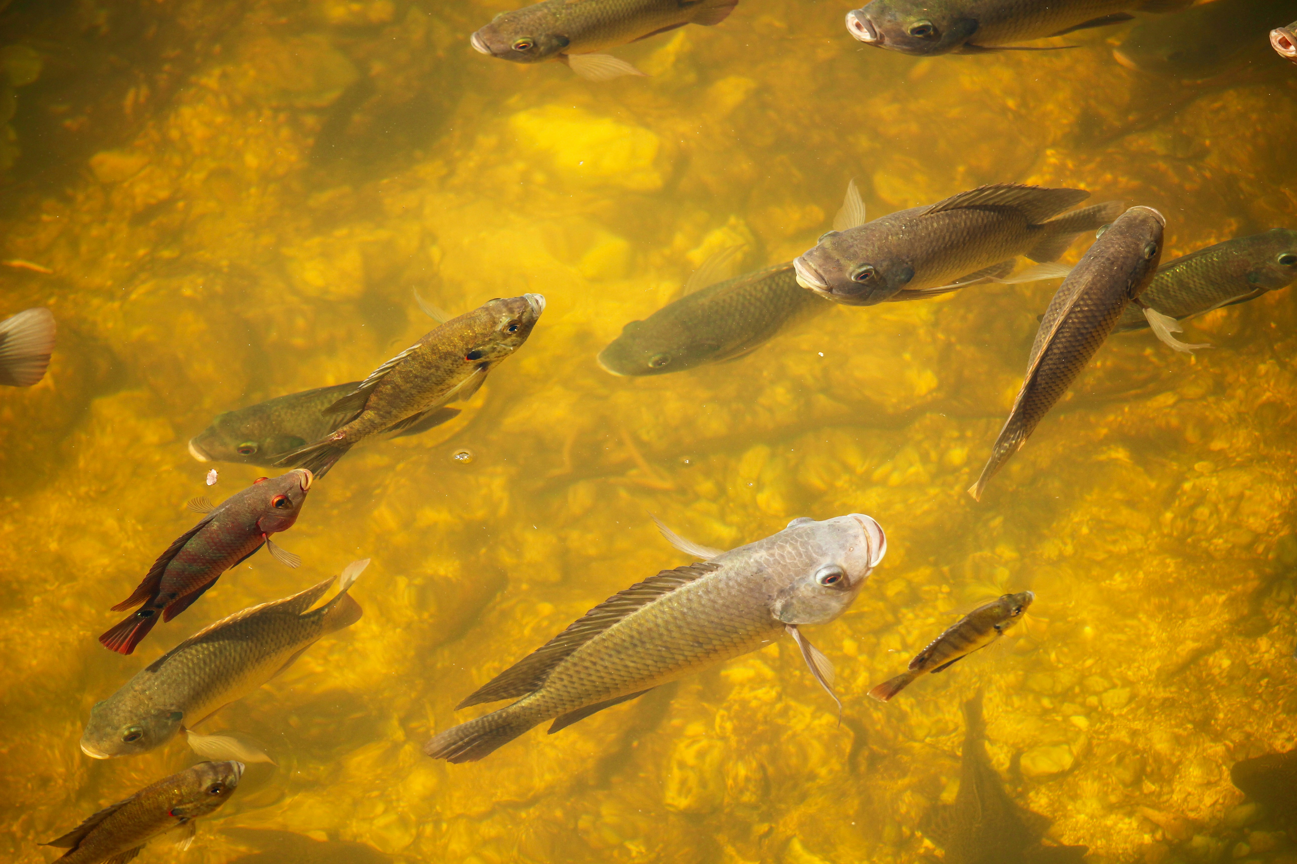 Silver Sentinel of the Honey River: Koi Among Golden Currents